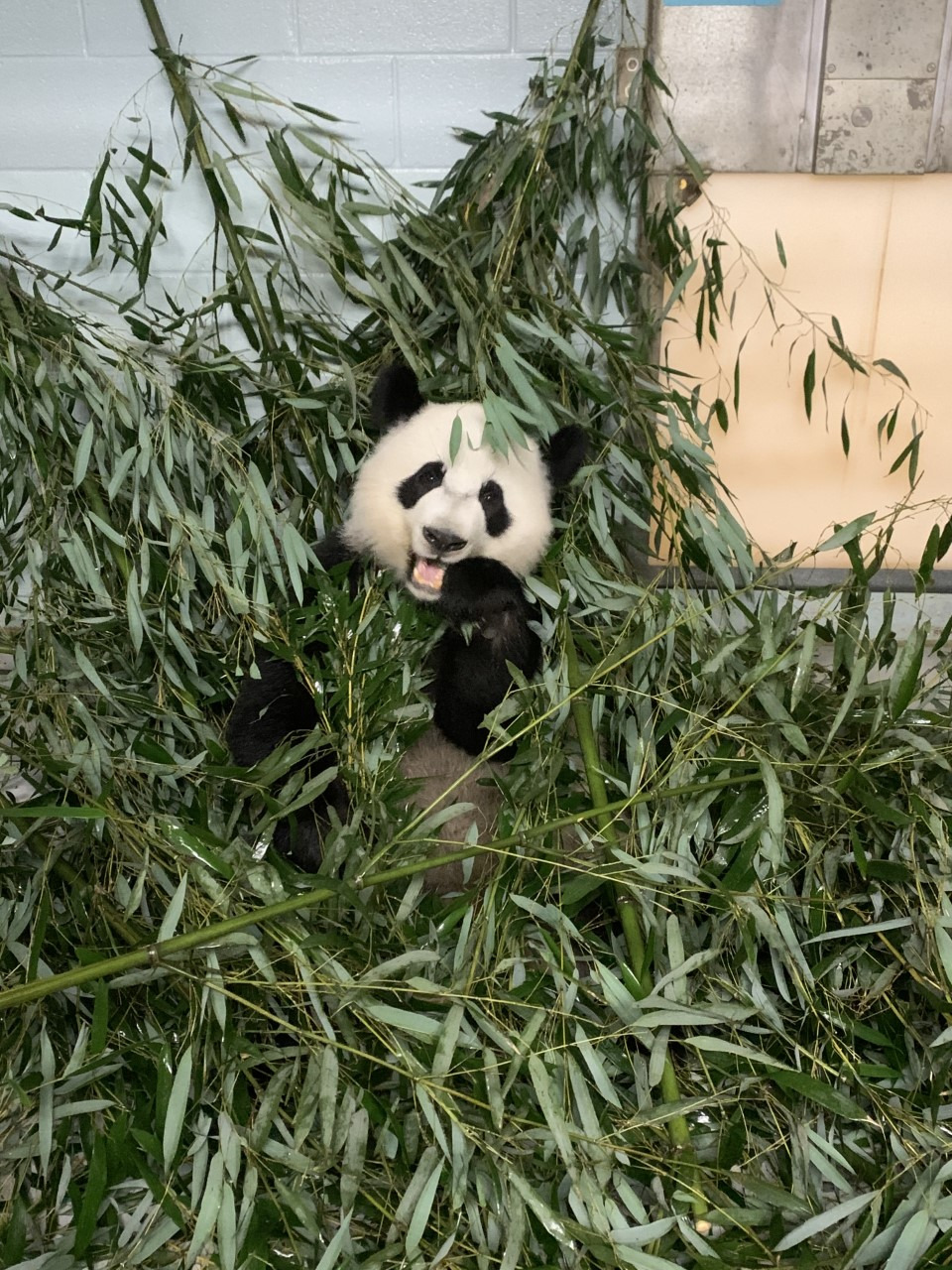 Panda Updates - Monday, October 26 - Zoo Atlanta