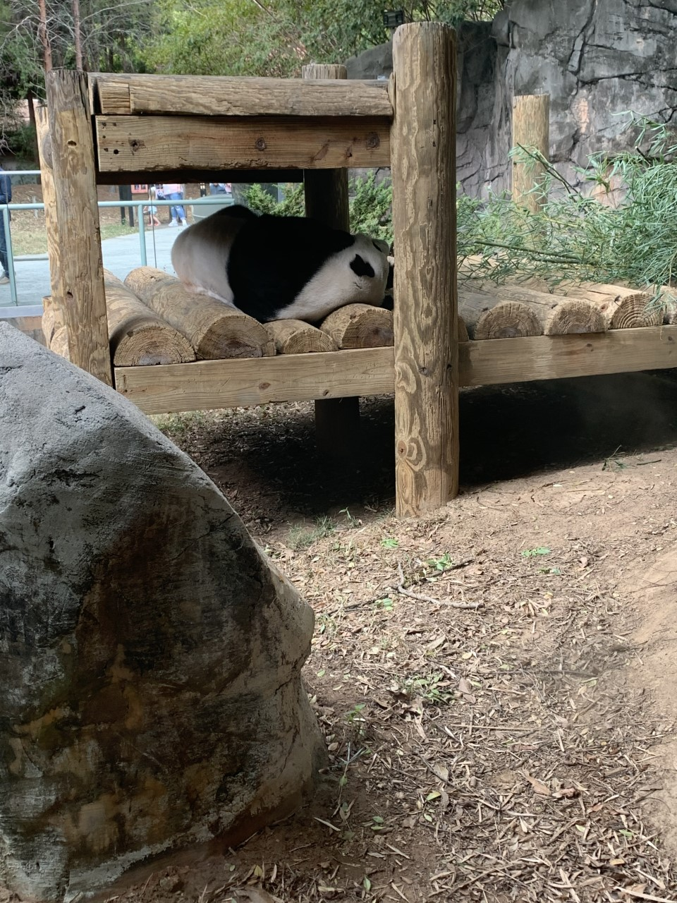 Panda Updates - Monday, October 7 - Zoo Atlanta