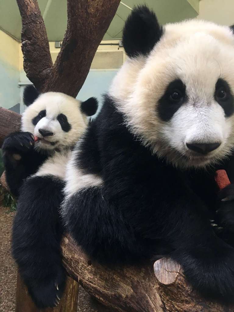 Panda Updates - Monday, October 9 - Zoo Atlanta