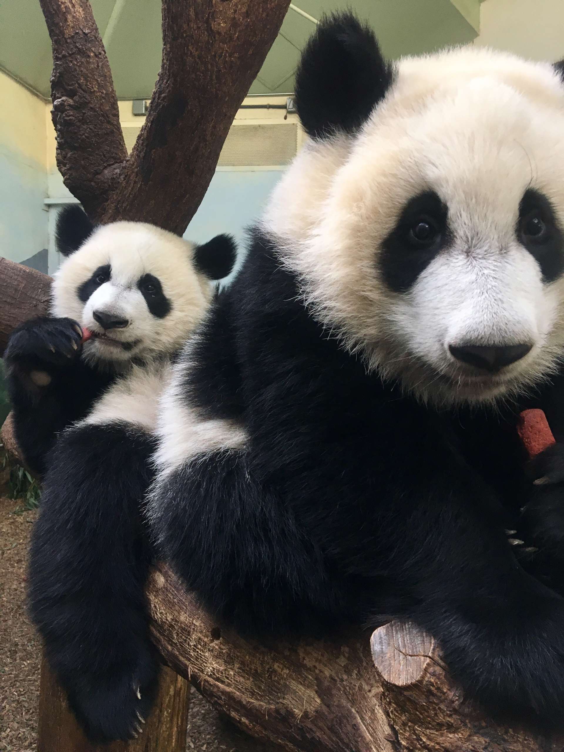 Panda Updates - Monday, October 9 - Zoo Atlanta
