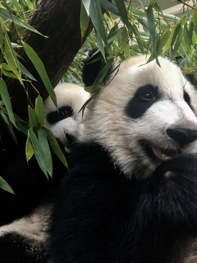Panda Updates - Wednesday, October 4 - Zoo Atlanta