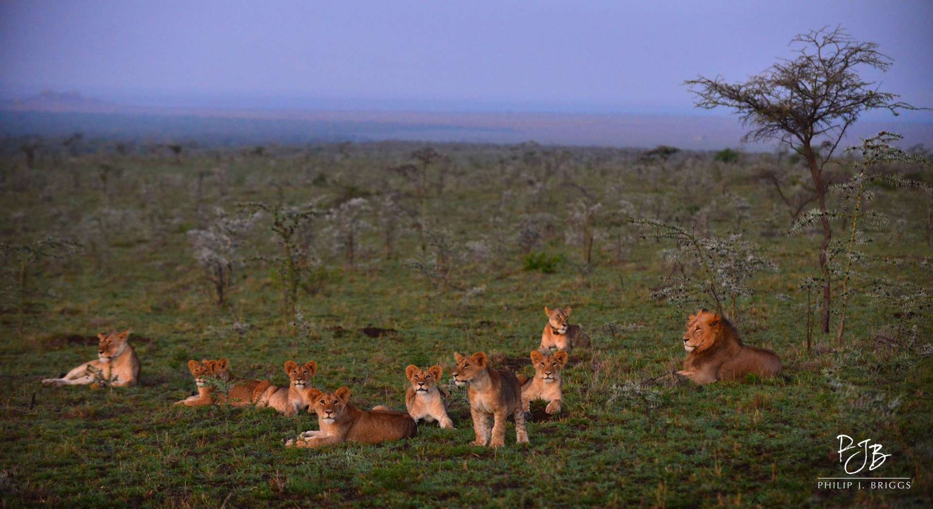 Quarters for Conservation: Lion Guardians - Zoo Atlanta