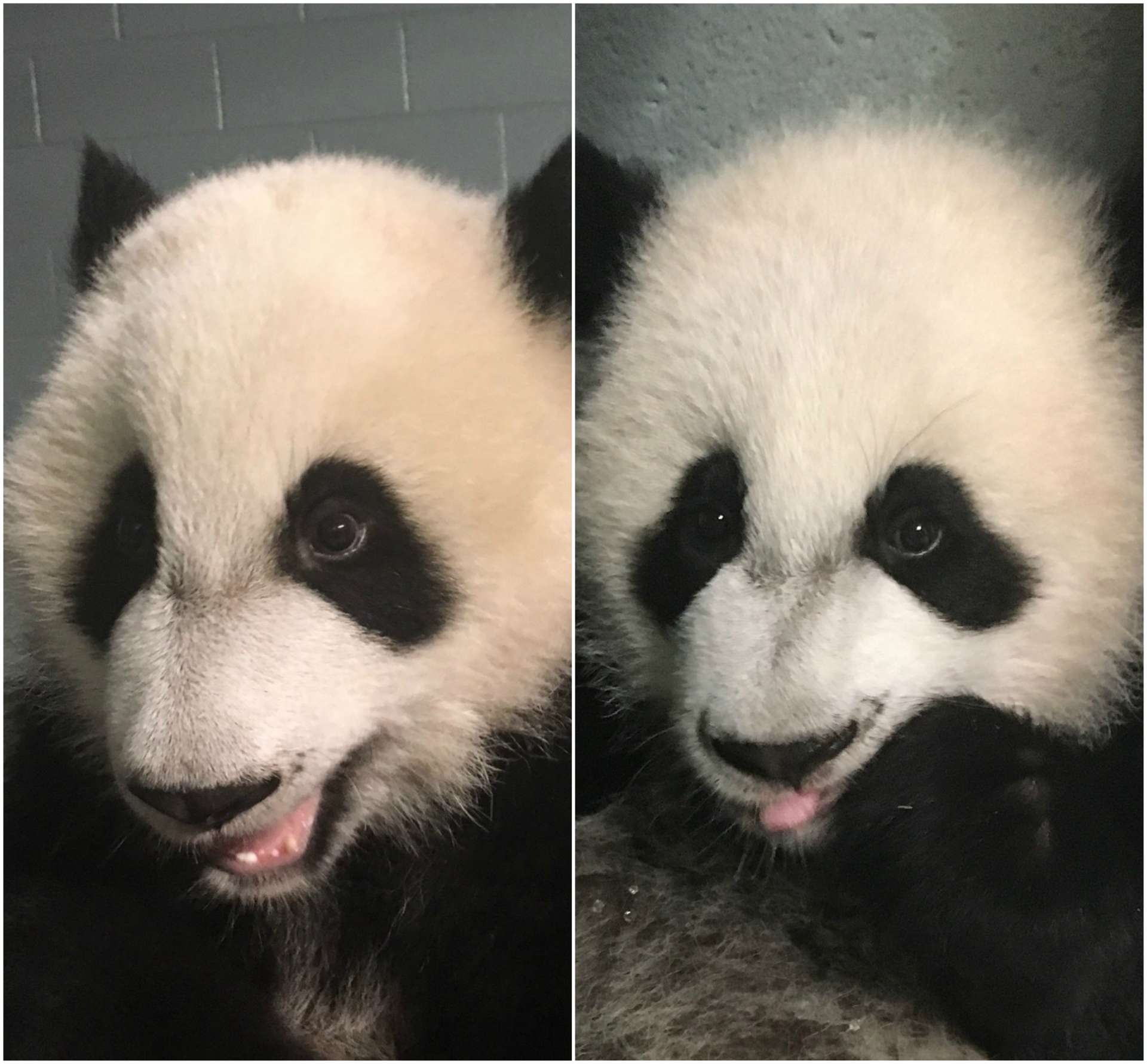 Panda Updates - Friday, June 16 - Zoo Atlanta