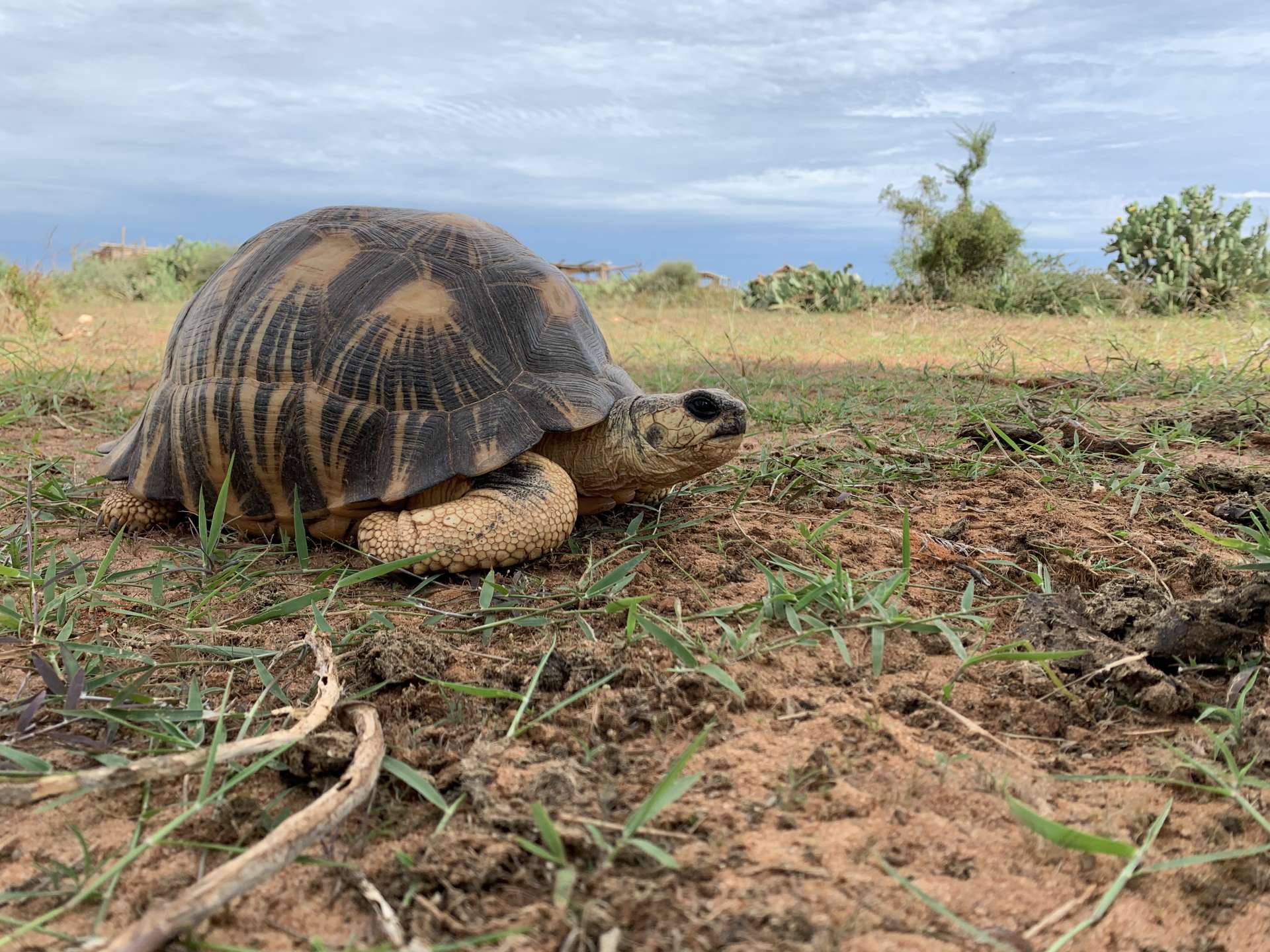 Update from the field: Turtle Survival Alliance - Zoo Atlanta