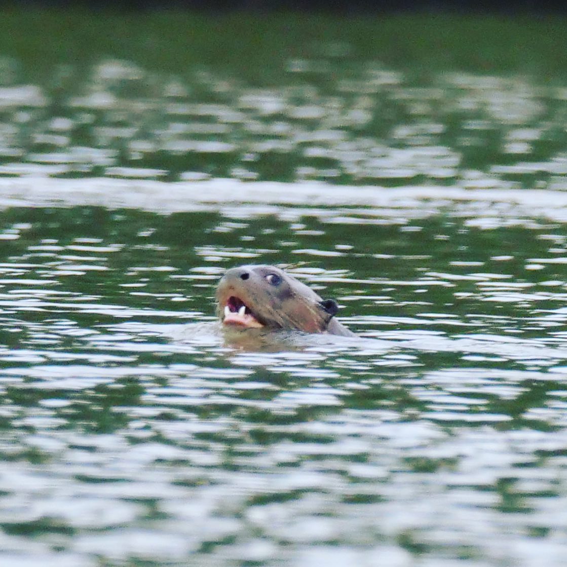 Quarters for Conservation: Save the Giants - Zoo Atlanta