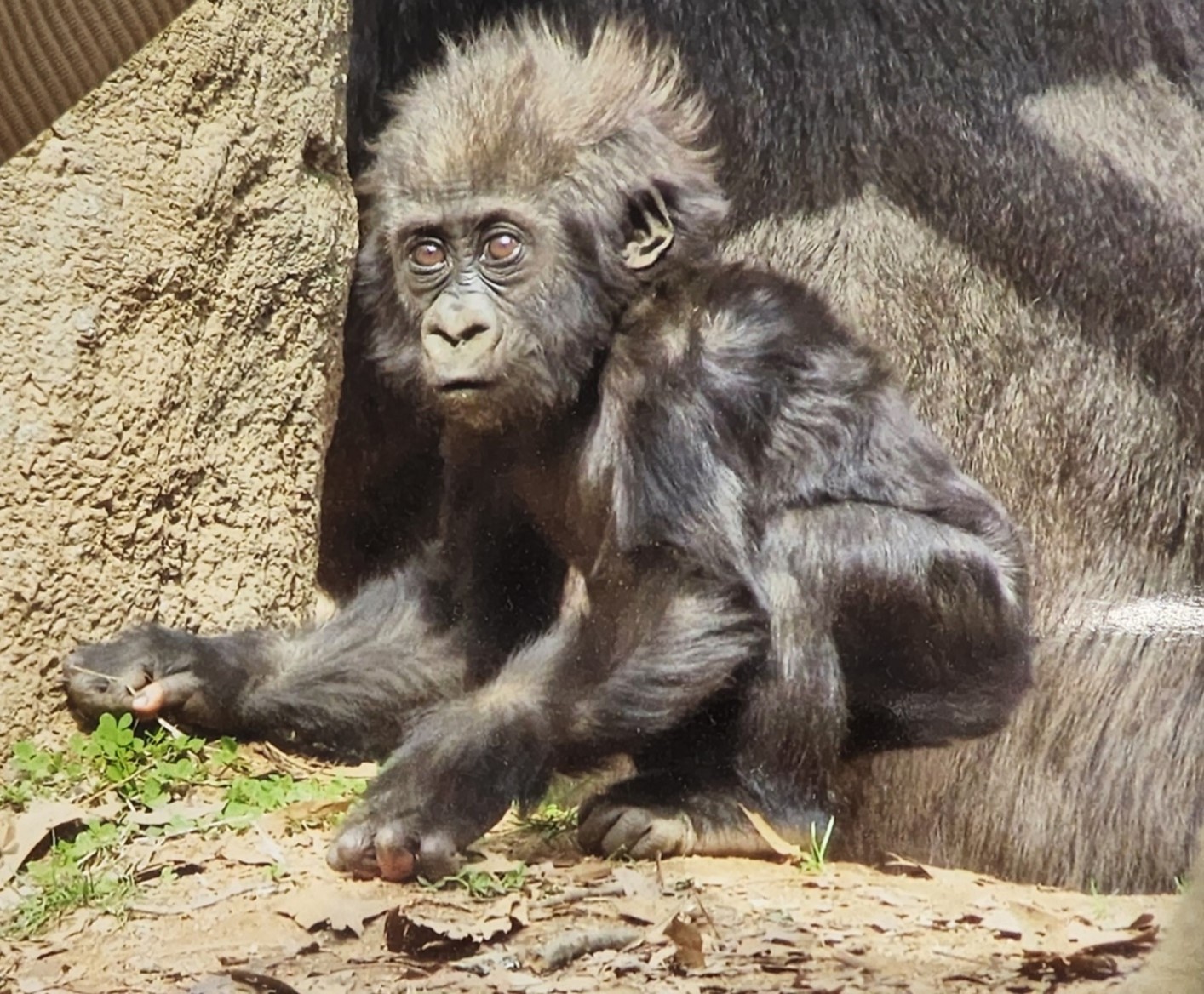 The joys of Anaka! - Zoo Atlanta