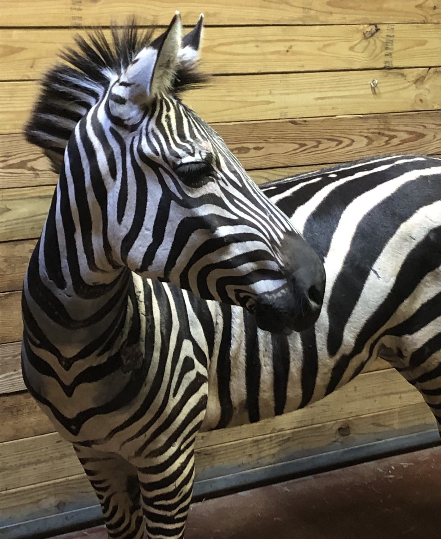 Plains Zebra Zoo Plains Zebra