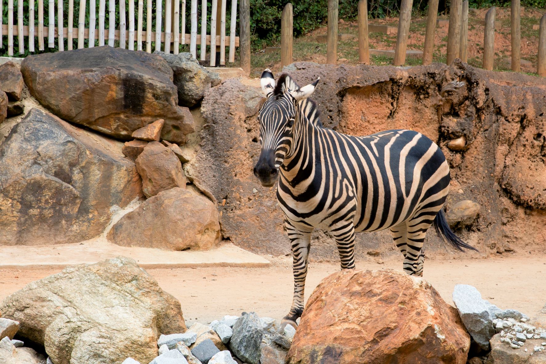 Upcoming travels for warthogs and zebra - Zoo Atlanta