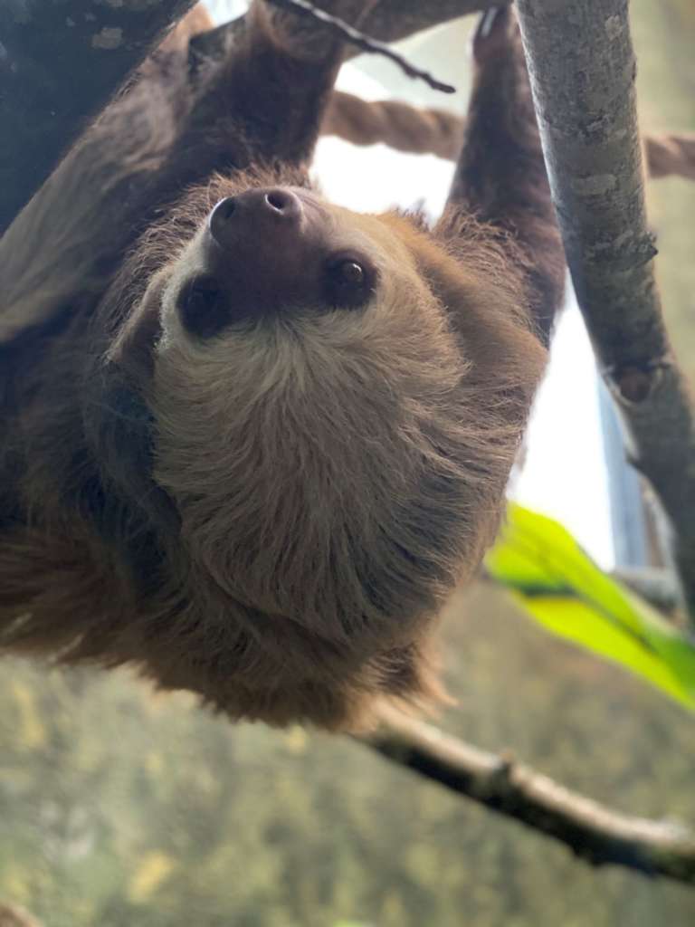 Behind the scenes with sloth care - Zoo Atlanta