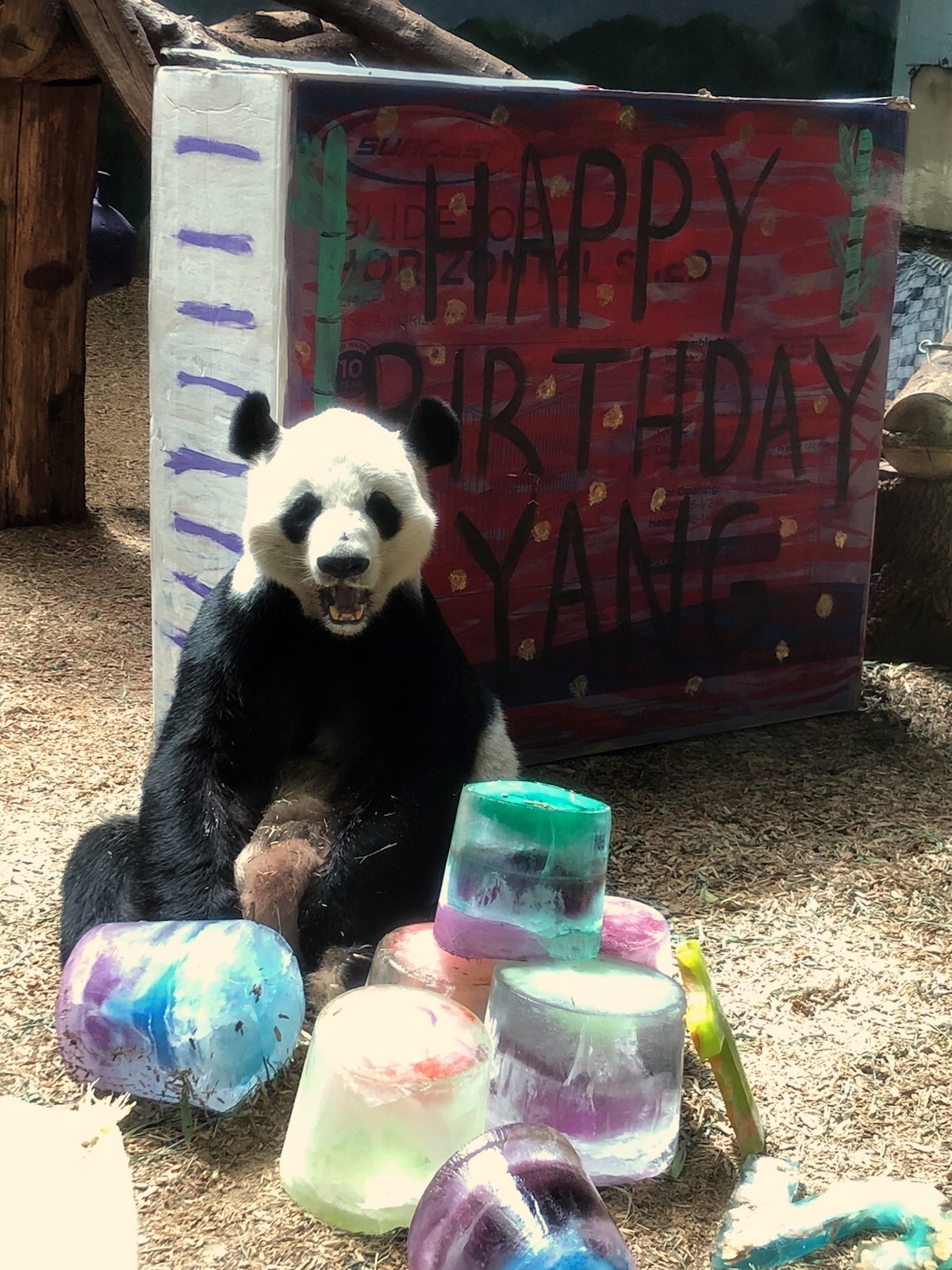 Panda Updates - Wednesday, September 12 - Zoo Atlanta