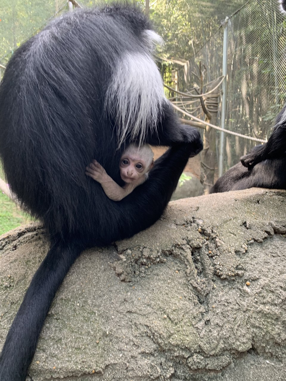 Zoo Atlanta's new colobus baby - Zoo Atlanta