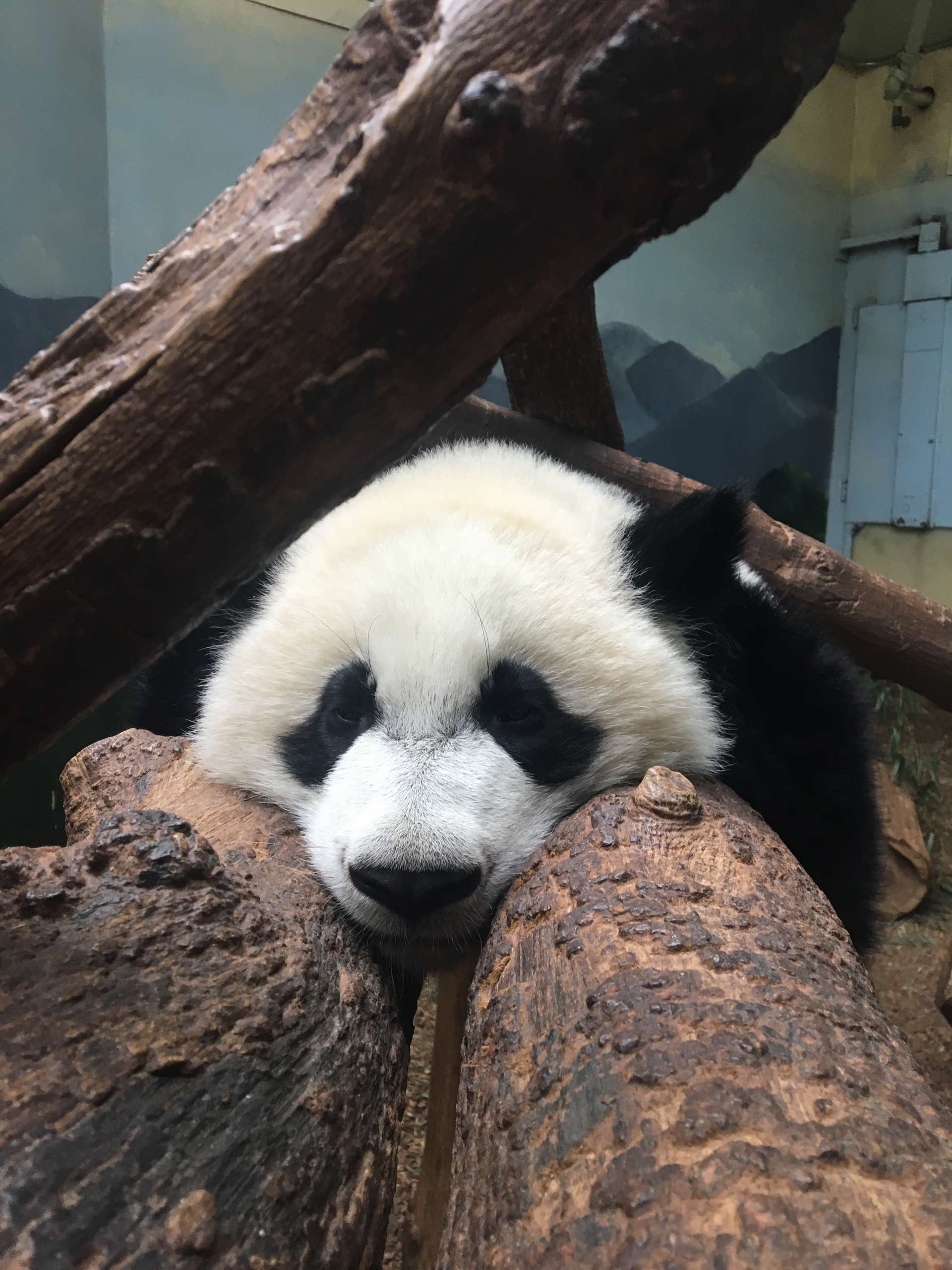 Panda Updates - Wednesday, September 27 | Zoo Atlanta