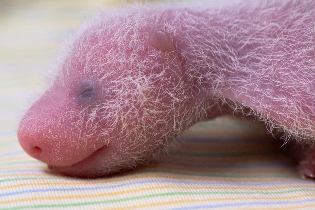 Panda Updates - Wednesday, September 29 - Zoo Atlanta