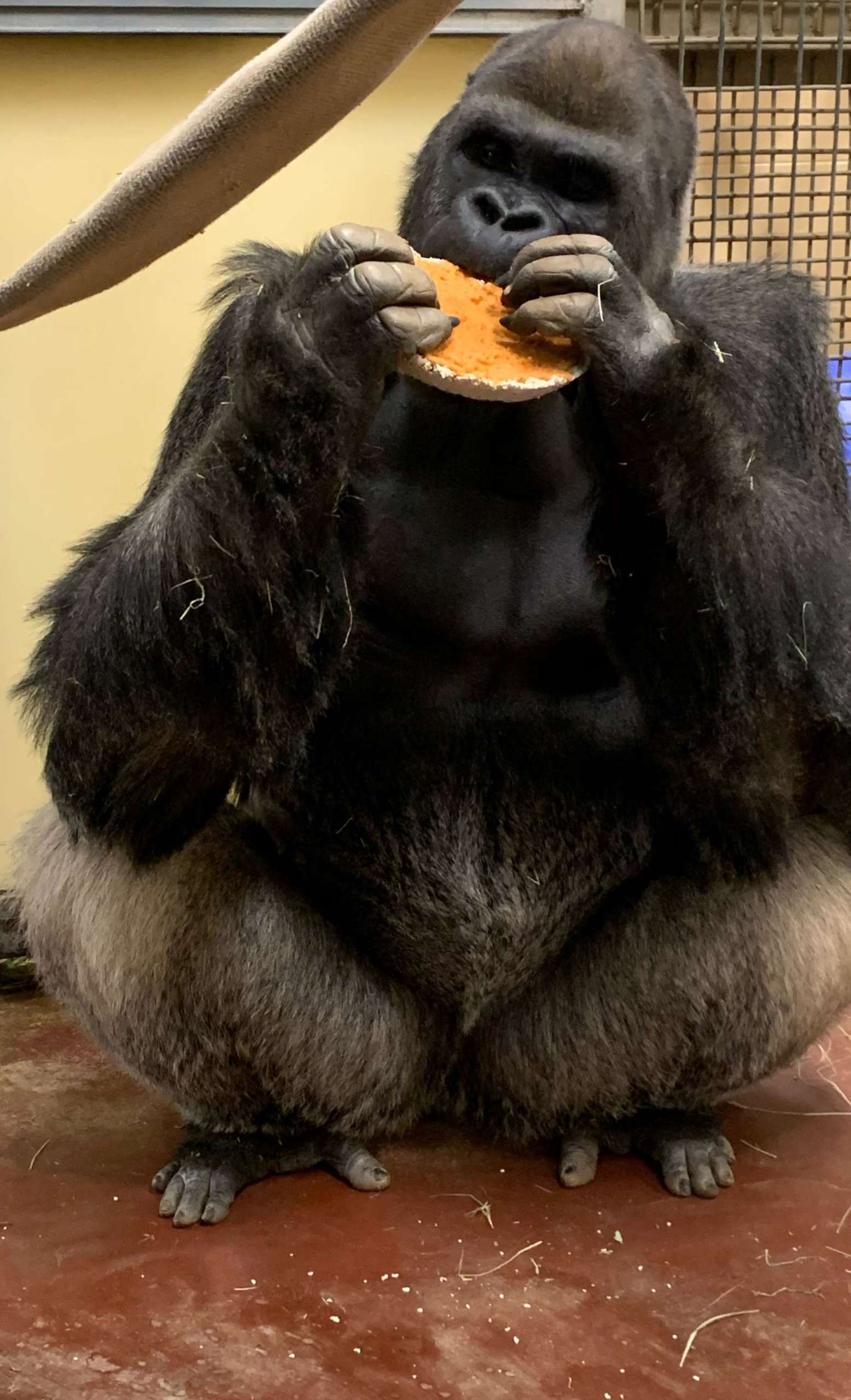 A holiday for an animal care professional | Zoo Atlanta