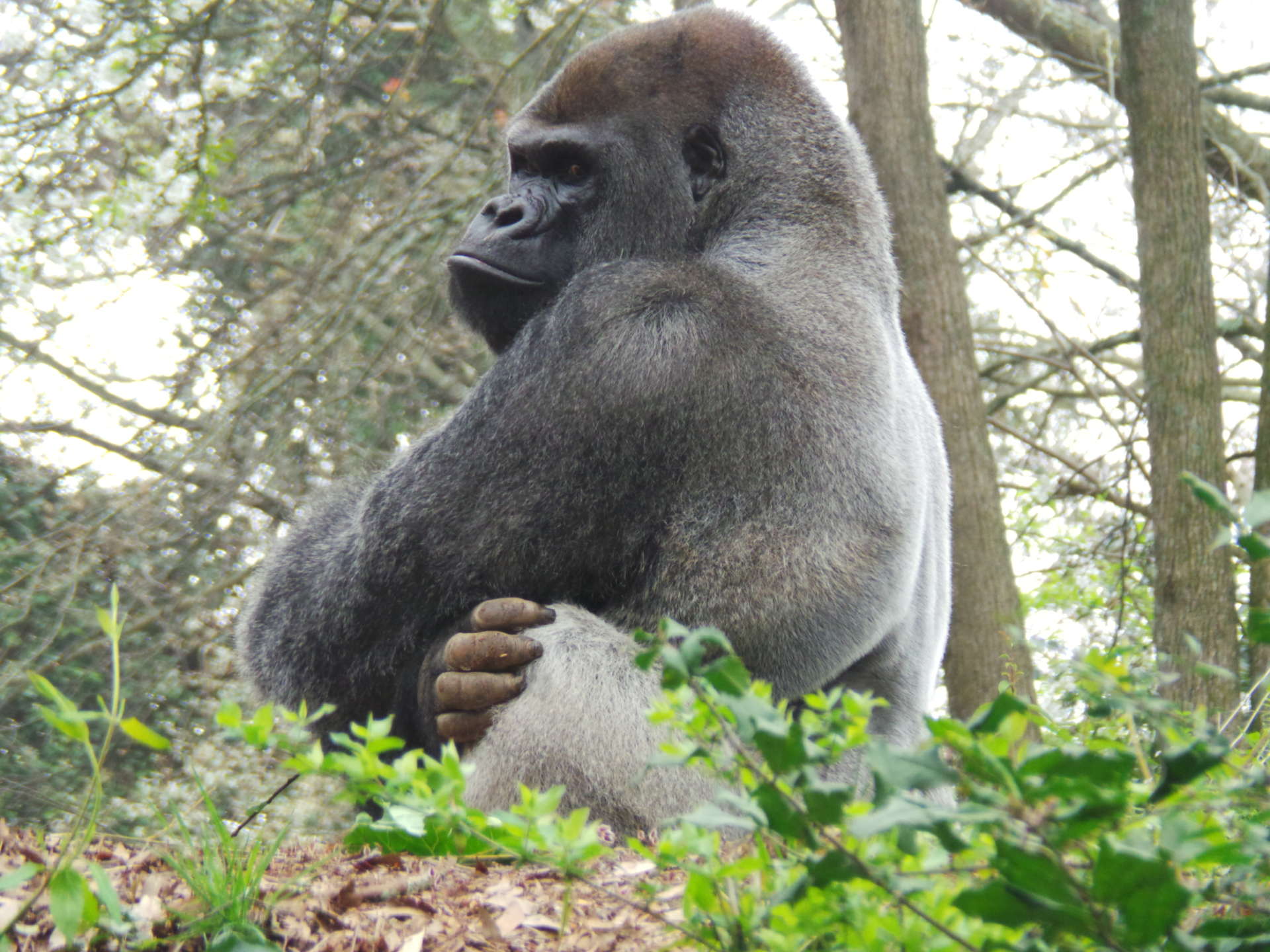 What’s it like when the Zoo’s closed? - Zoo Atlanta