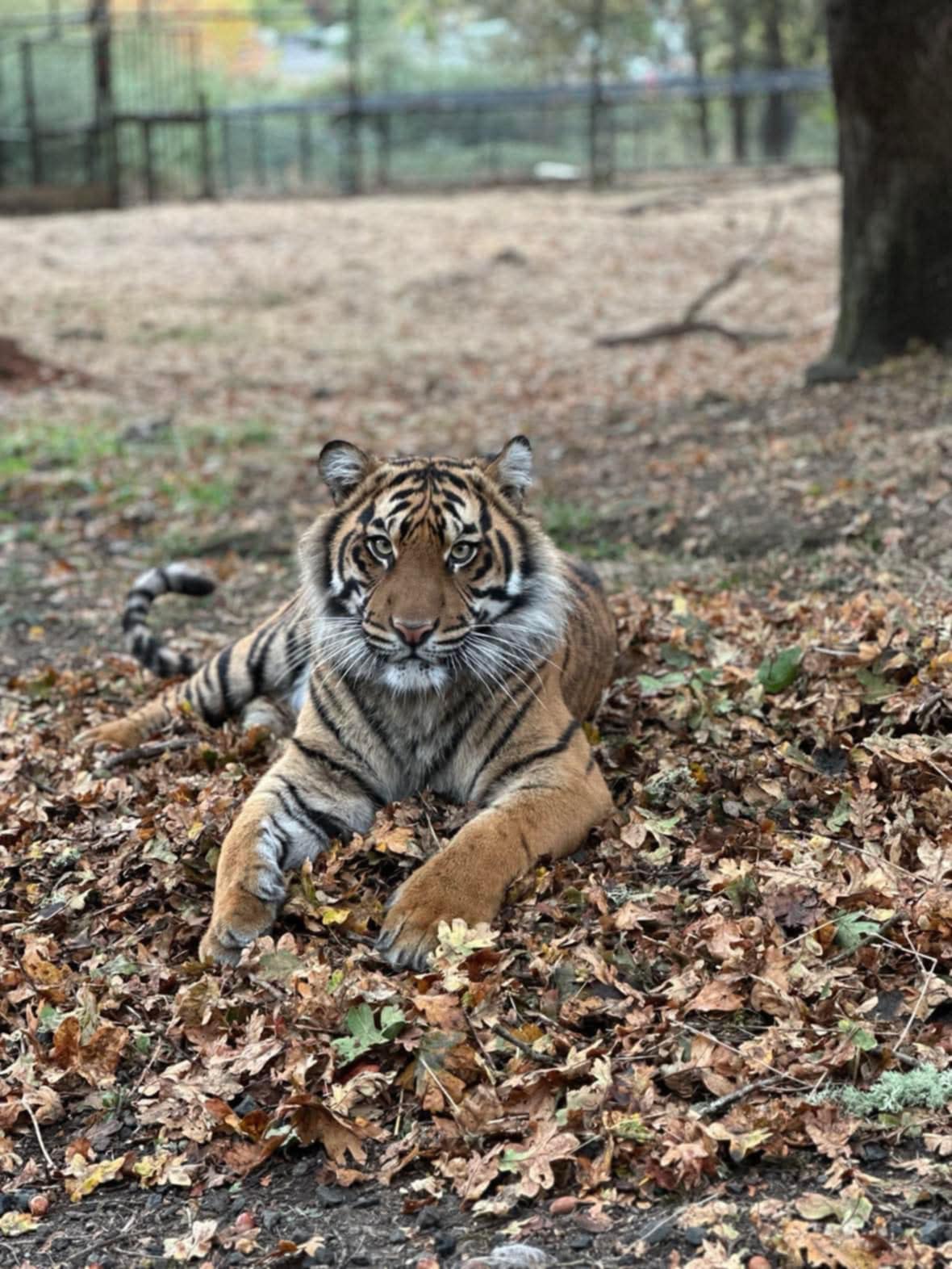 ZOO ATLANTA WELCOMES BUTTERCUP THE SUMATRAN TIGER - Zoo Atlanta