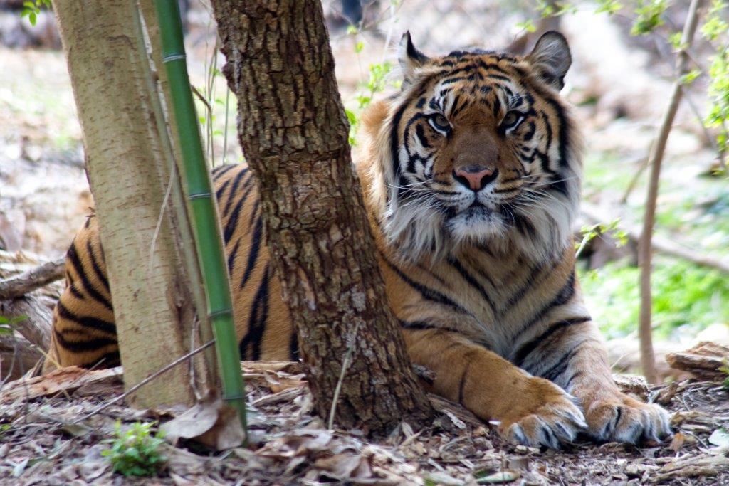 Positive reinforcement training and trust - Zoo Atlanta