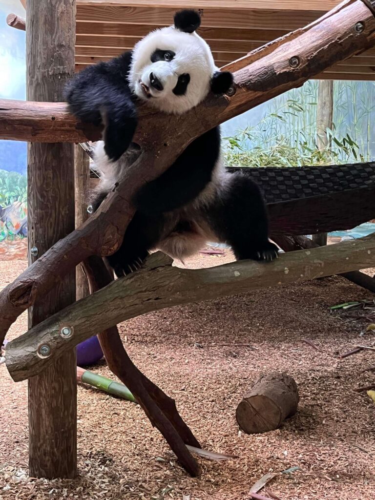 Panda Updates- Monday, May 8 - Zoo Atlanta
