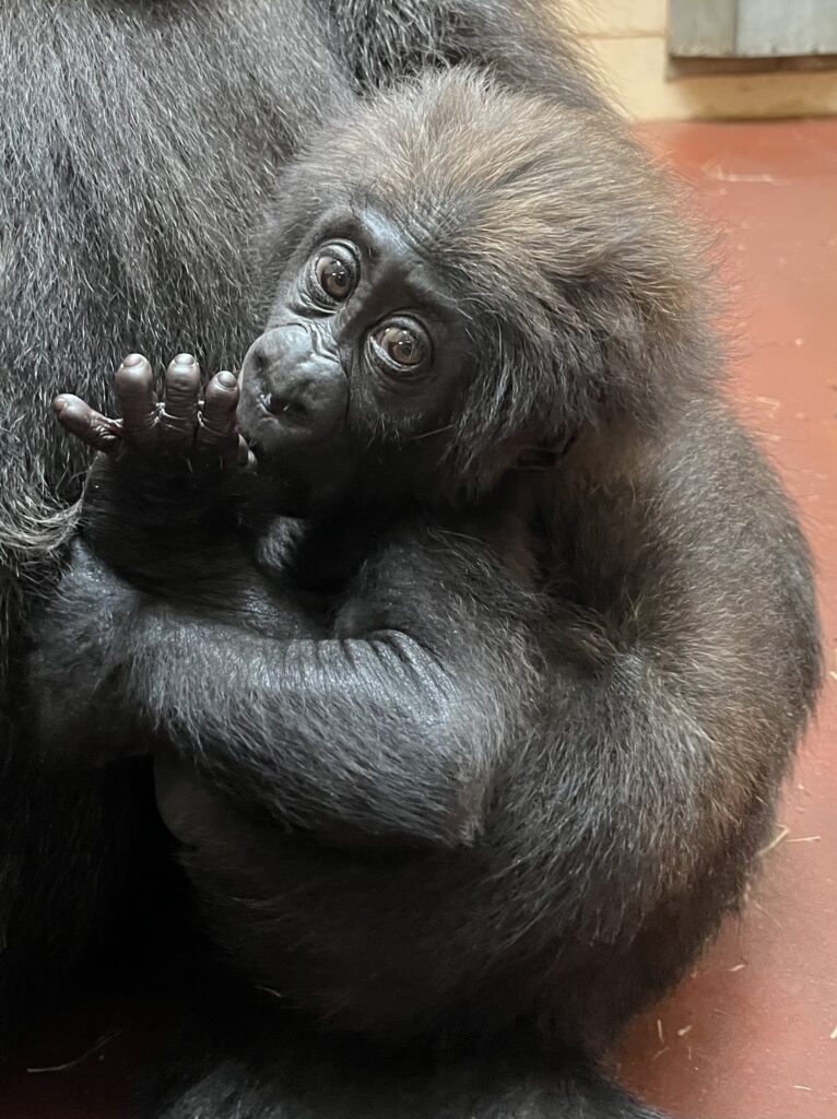 A milestone a minute for Willie B. III - Zoo Atlanta