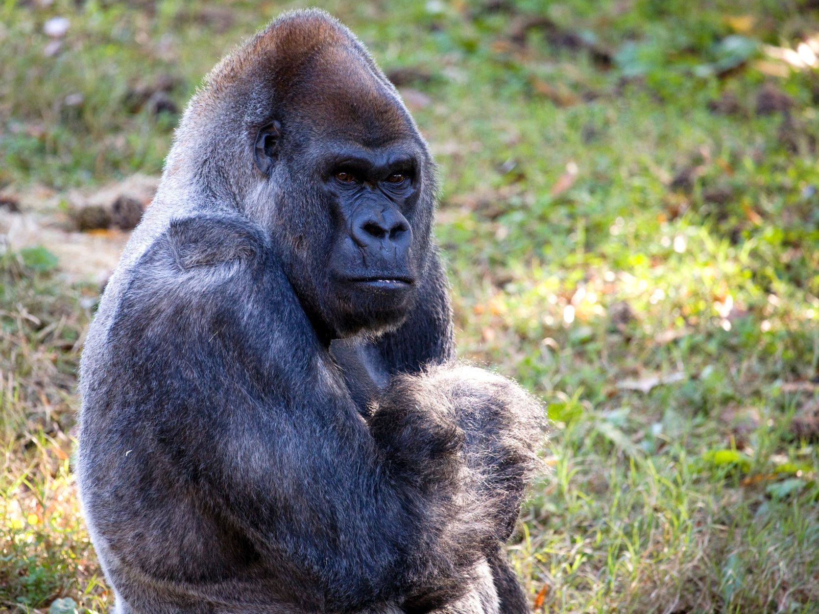 Ozzie, world’s oldest male gorilla, has died - Zoo Atlanta