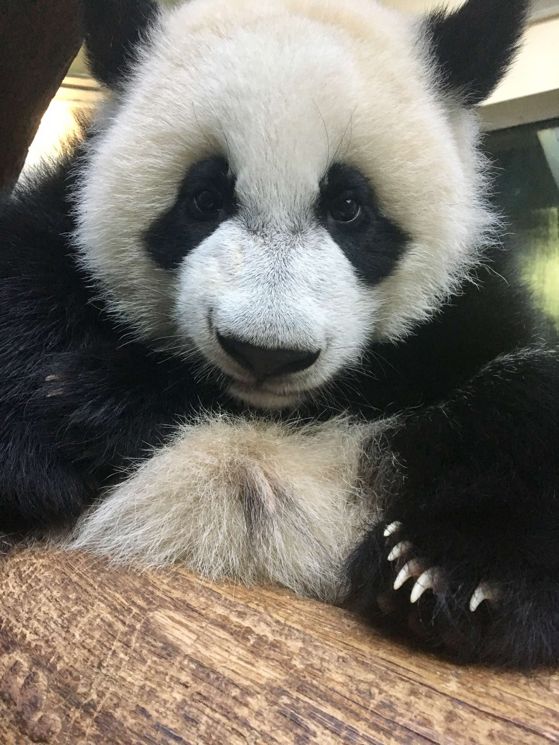 Panda Updates - Friday, August 18 | Zoo Atlanta