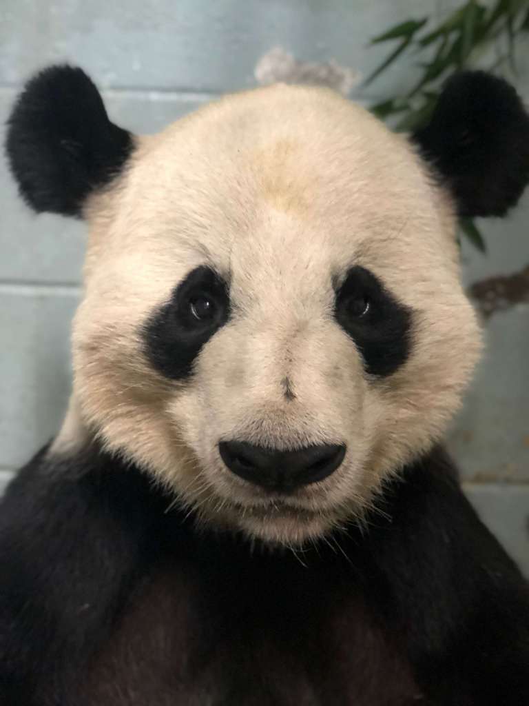 Panda Updates - Monday, January 14 - Zoo Atlanta