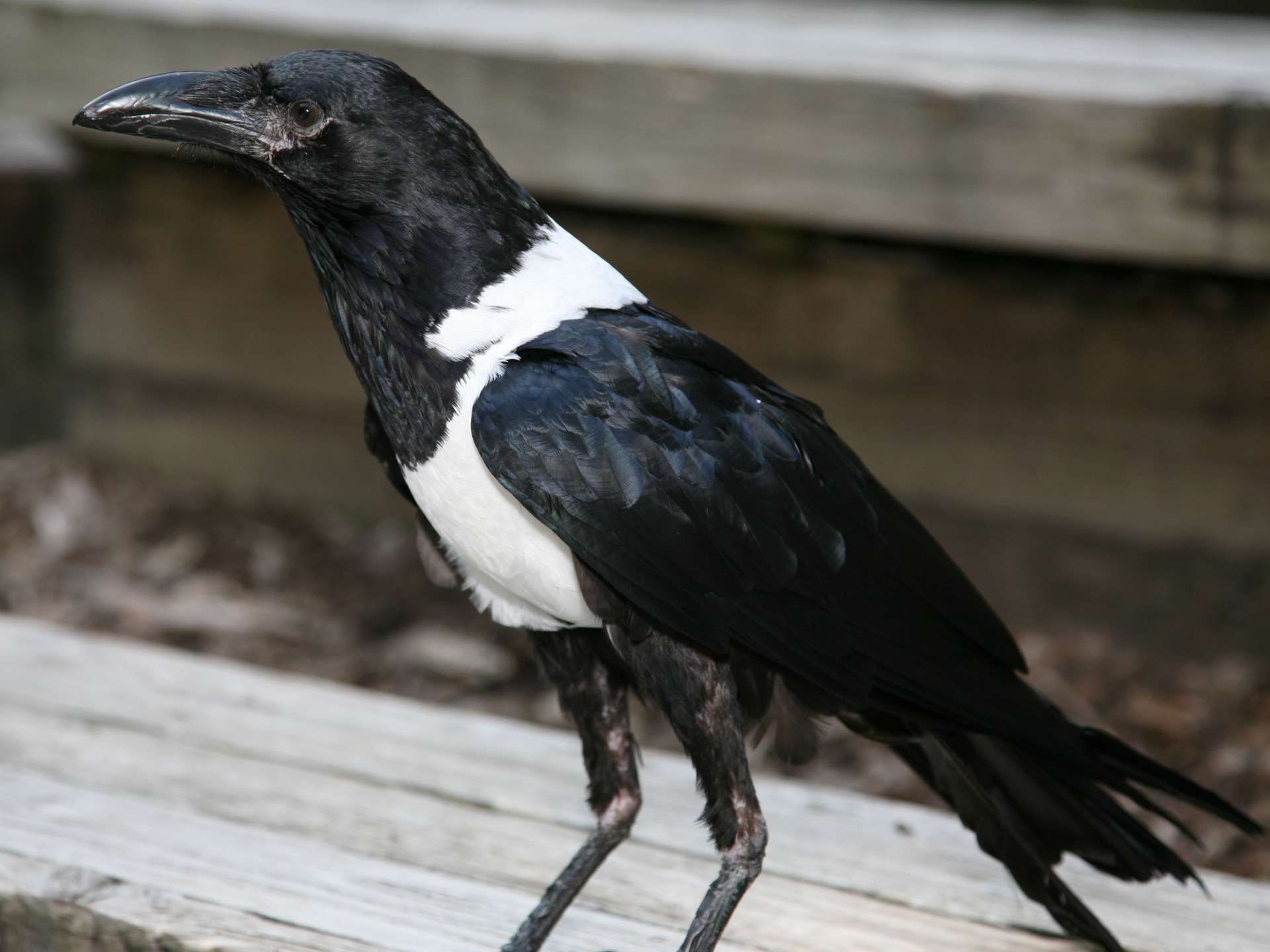 Color: in the eye of the beholder? - Zoo Atlanta