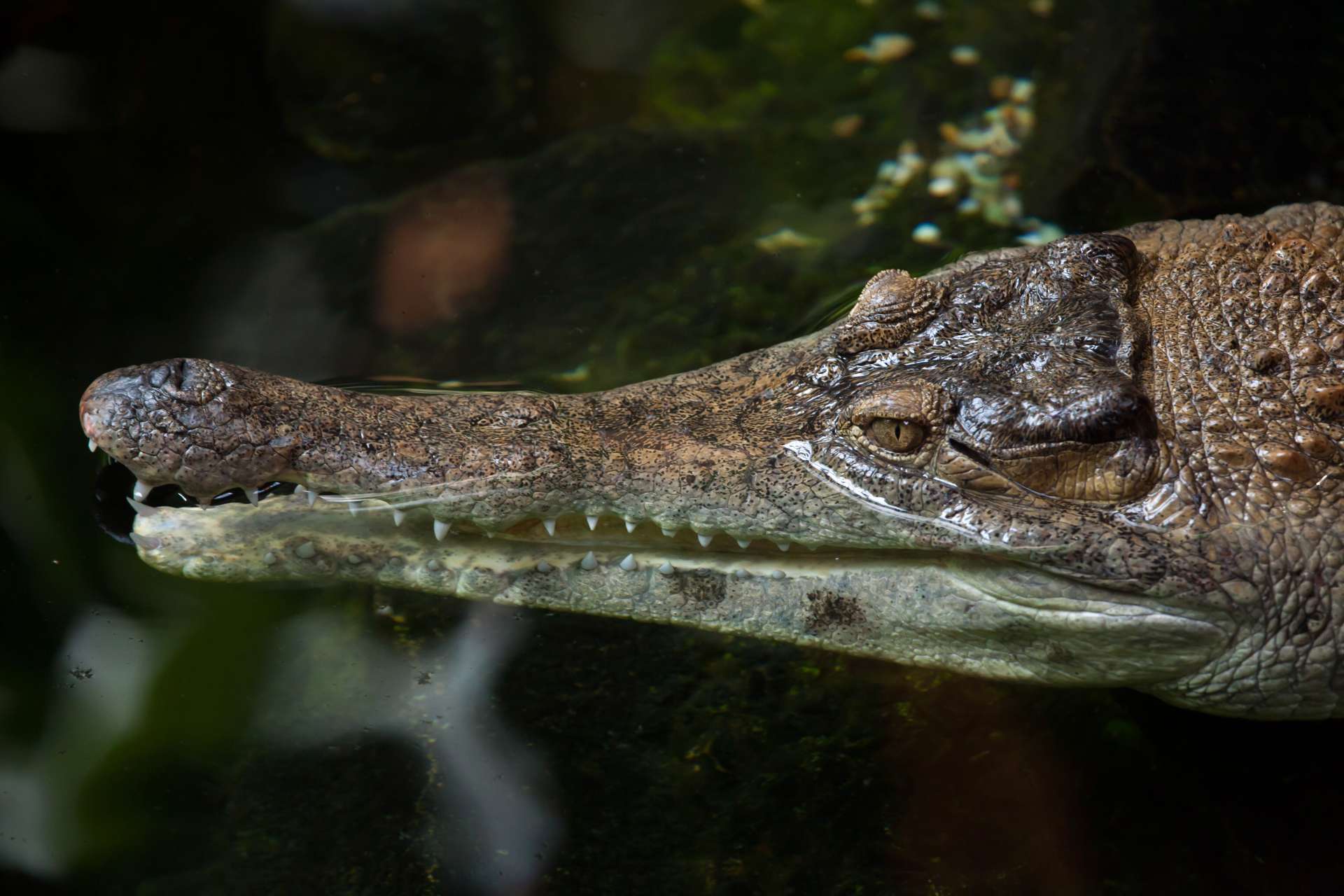 Croc-tastic creatures - Zoo Atlanta