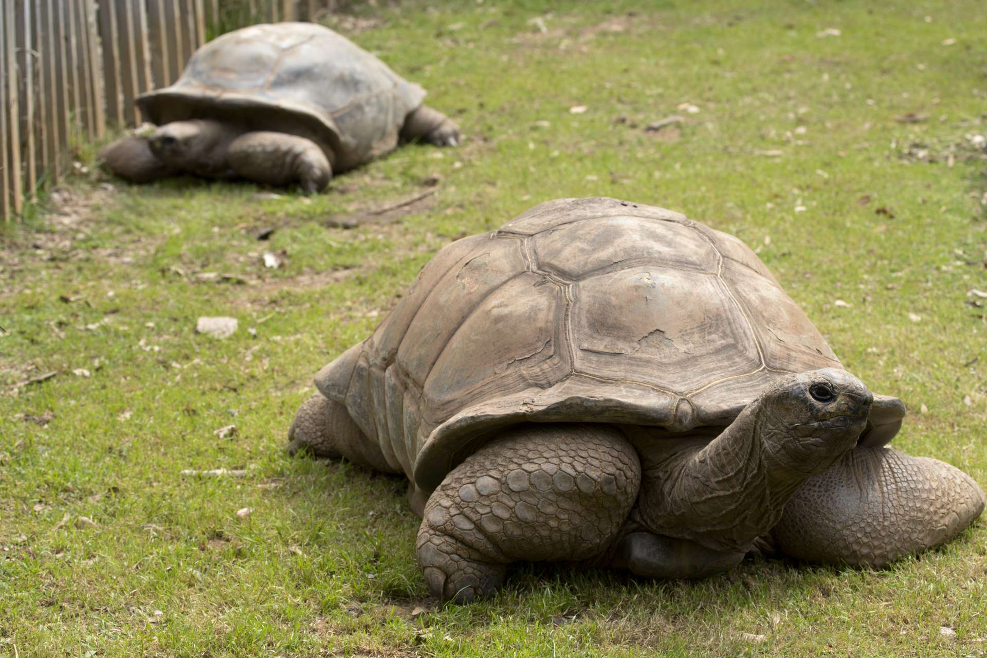 Saving species, slow and steady - Zoo Atlanta