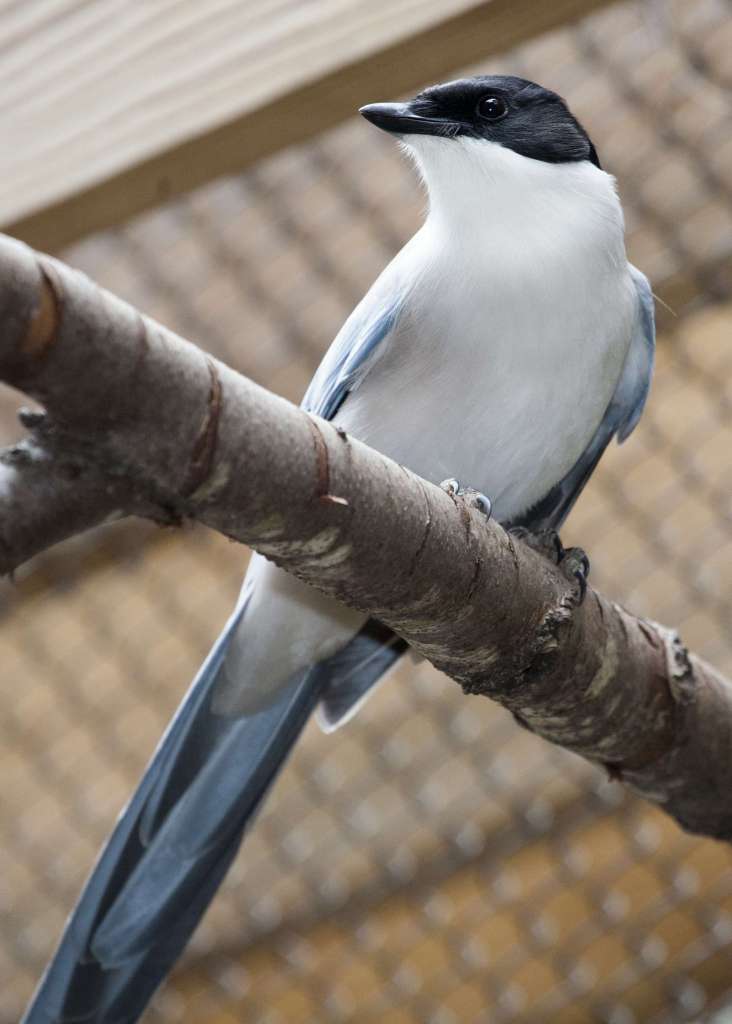 Exciting times for azure-winged magpies - Zoo Atlanta
