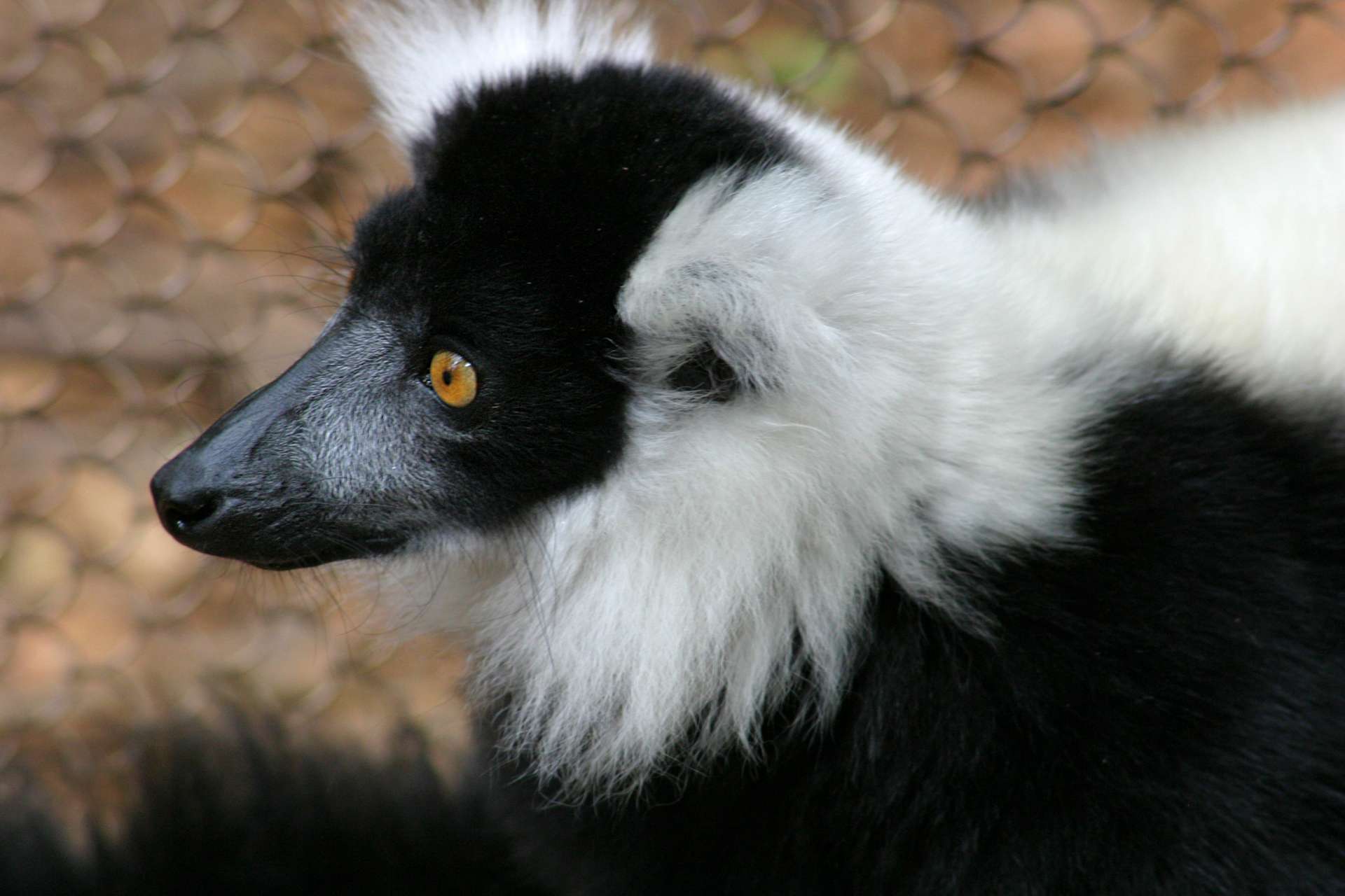 Malaky - Zoo Atlanta