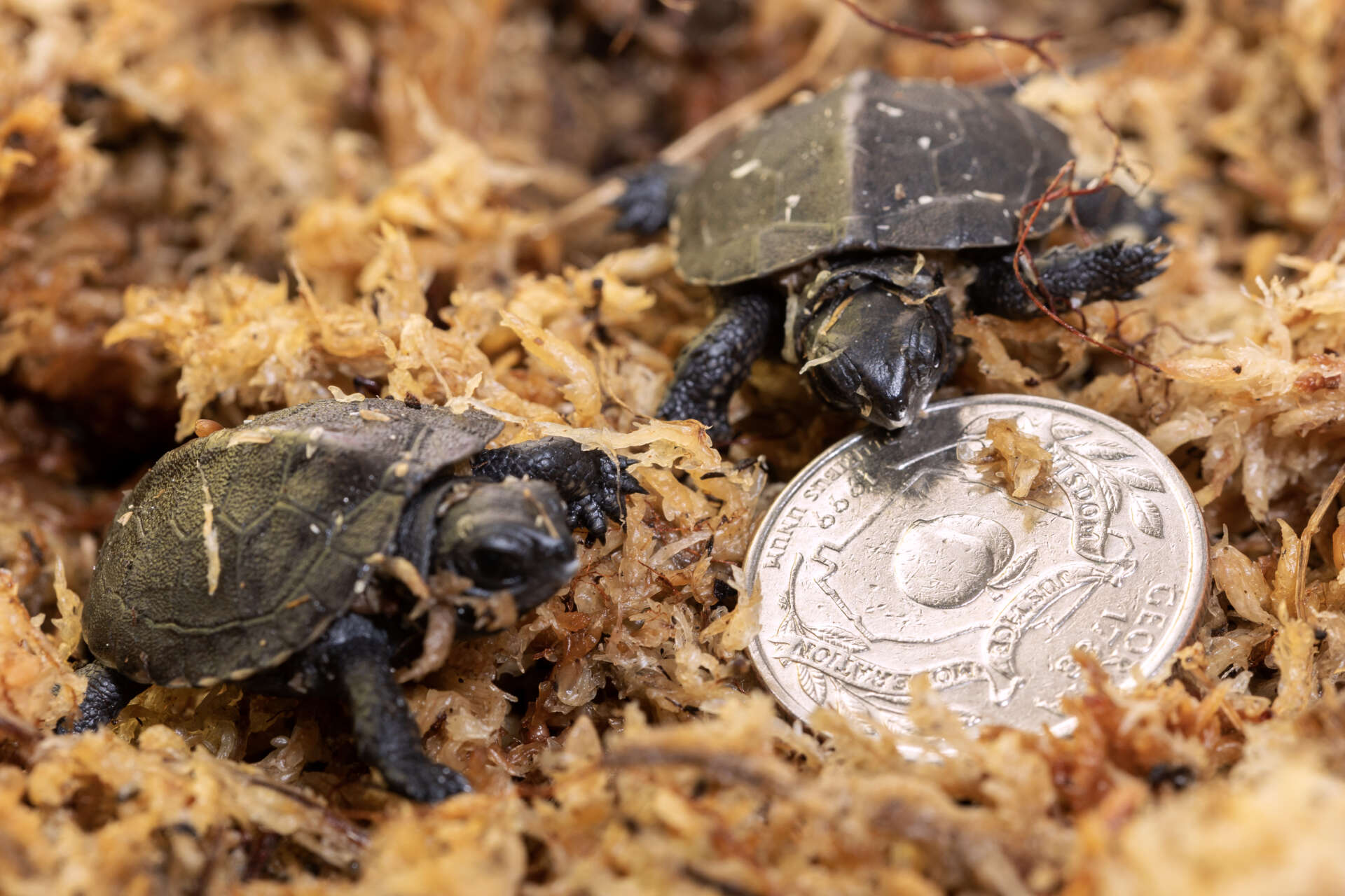CRITICALLY ENDANGERED BOG TURTLES HATCH - Zoo Atlanta