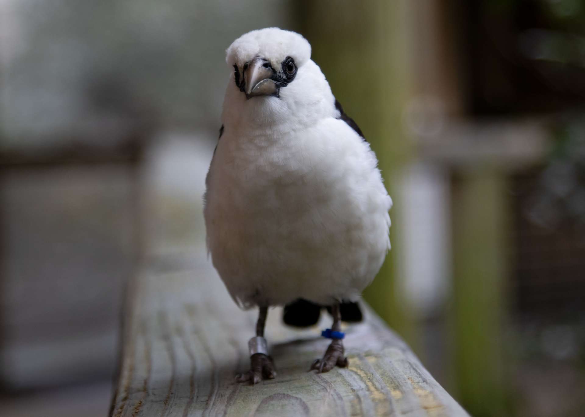 The Great Backyard Bird Count - Zoo Atlanta