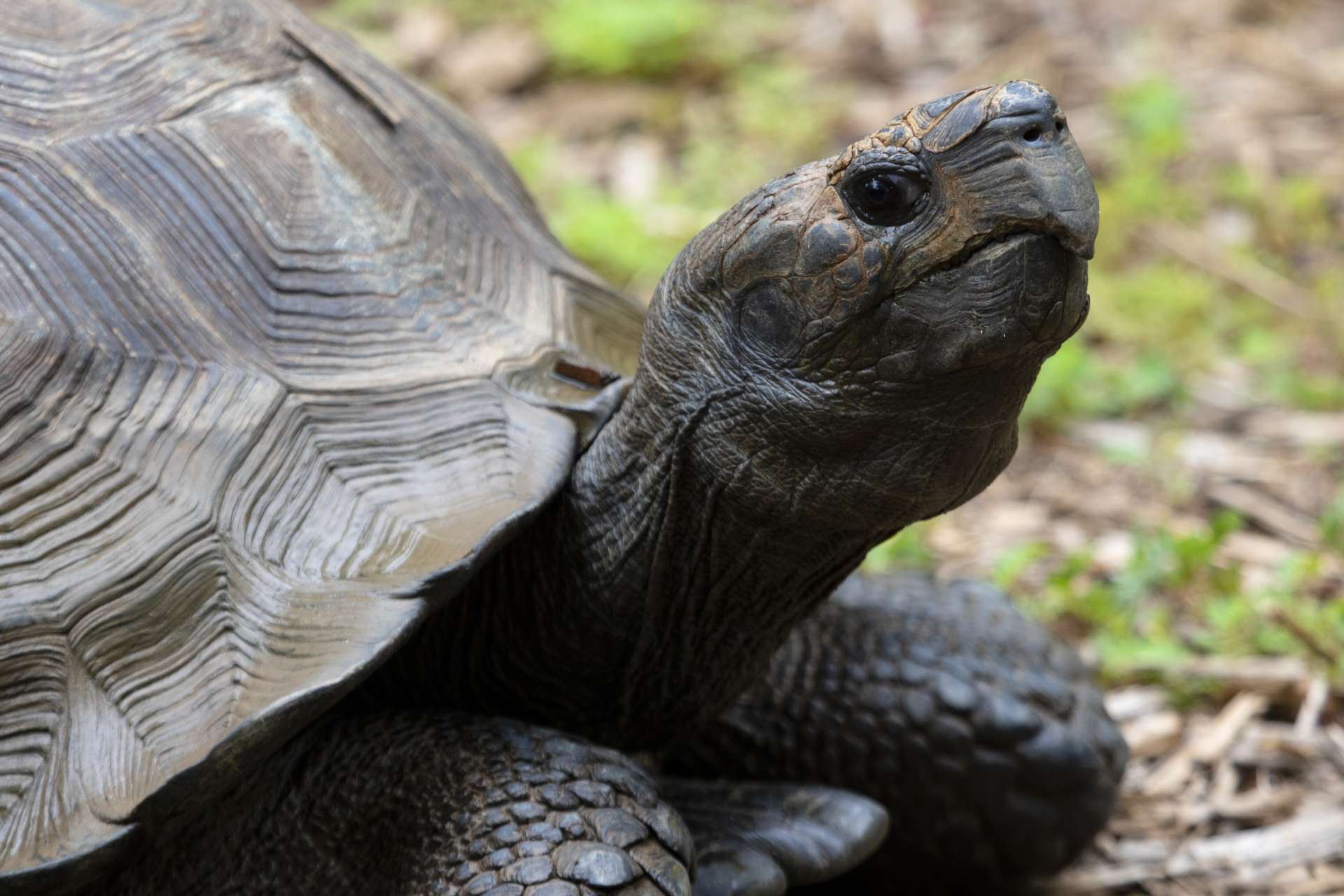 Feeding habits of the scaly and the shelled - Zoo Atlanta