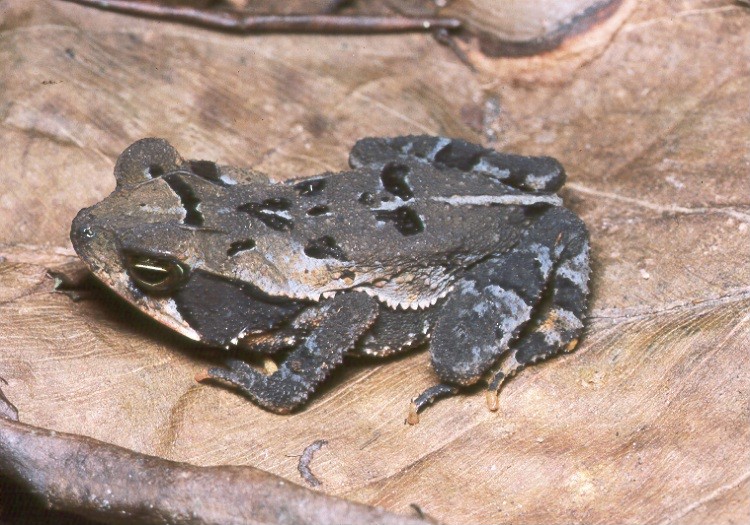 The toads of Mexico - Zoo Atlanta