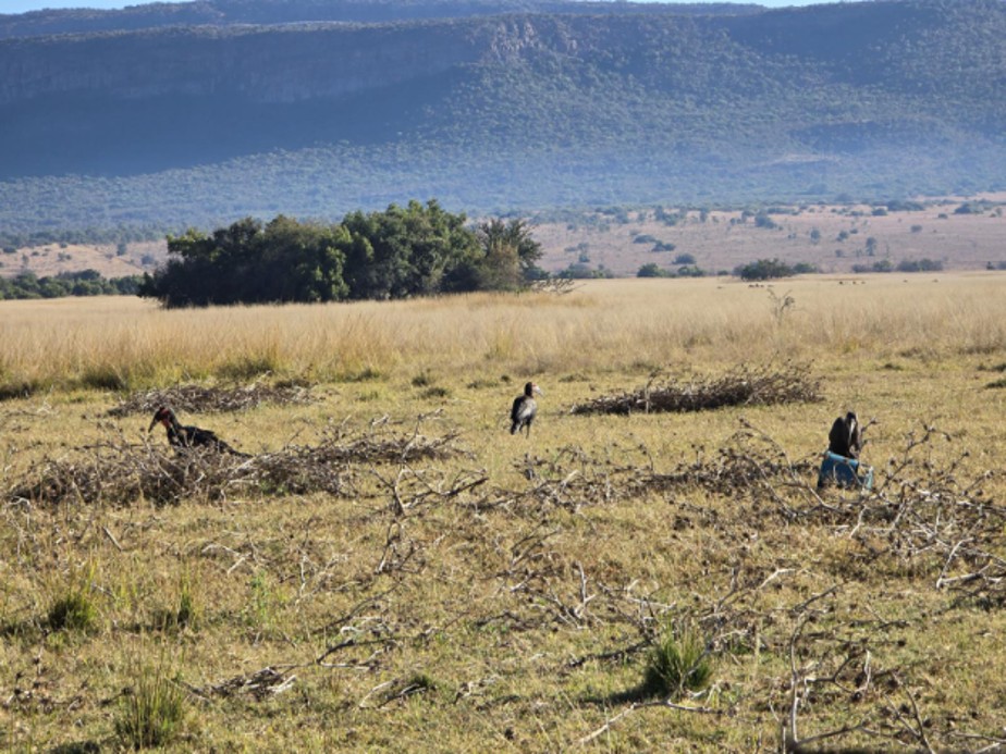 My journey to South Africa and Mabula Ground-Hornbill Project - Zoo Atlanta