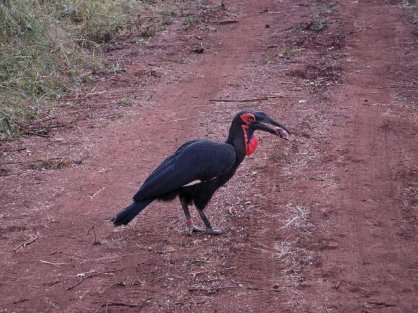 My journey to South Africa and Mabula Ground-Hornbill Project - Zoo Atlanta