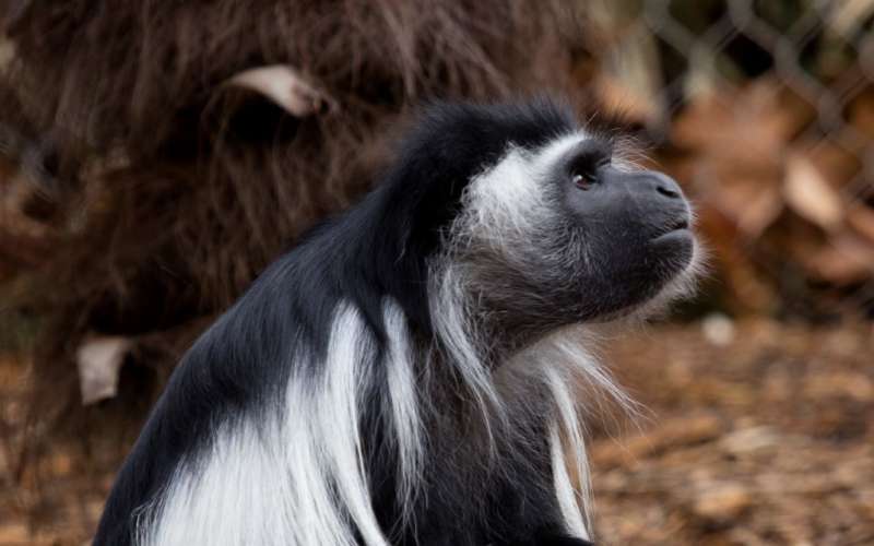Quarters for Conservation Archive - Zoo Atlanta