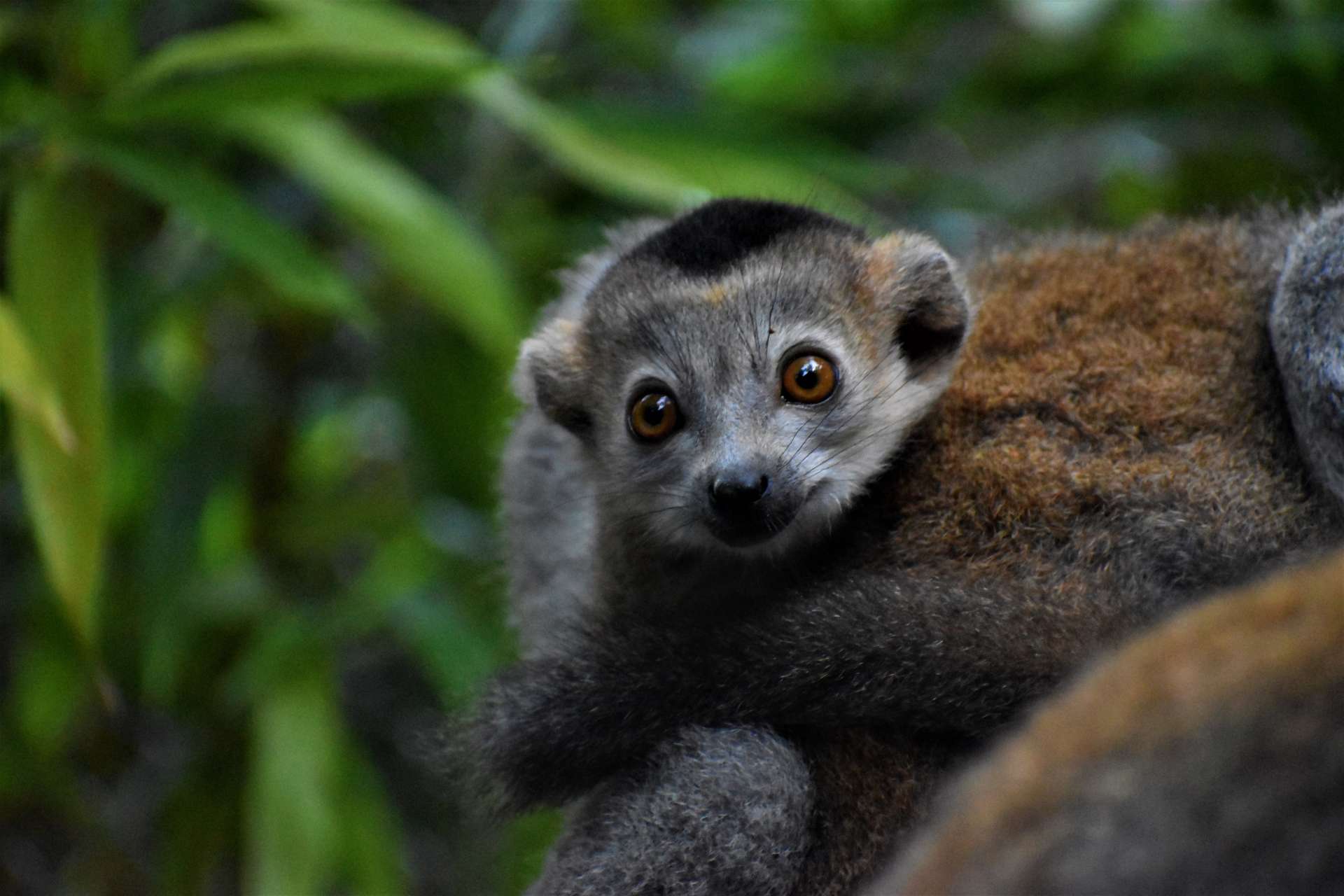 Meet Chewie! - Zoo Atlanta