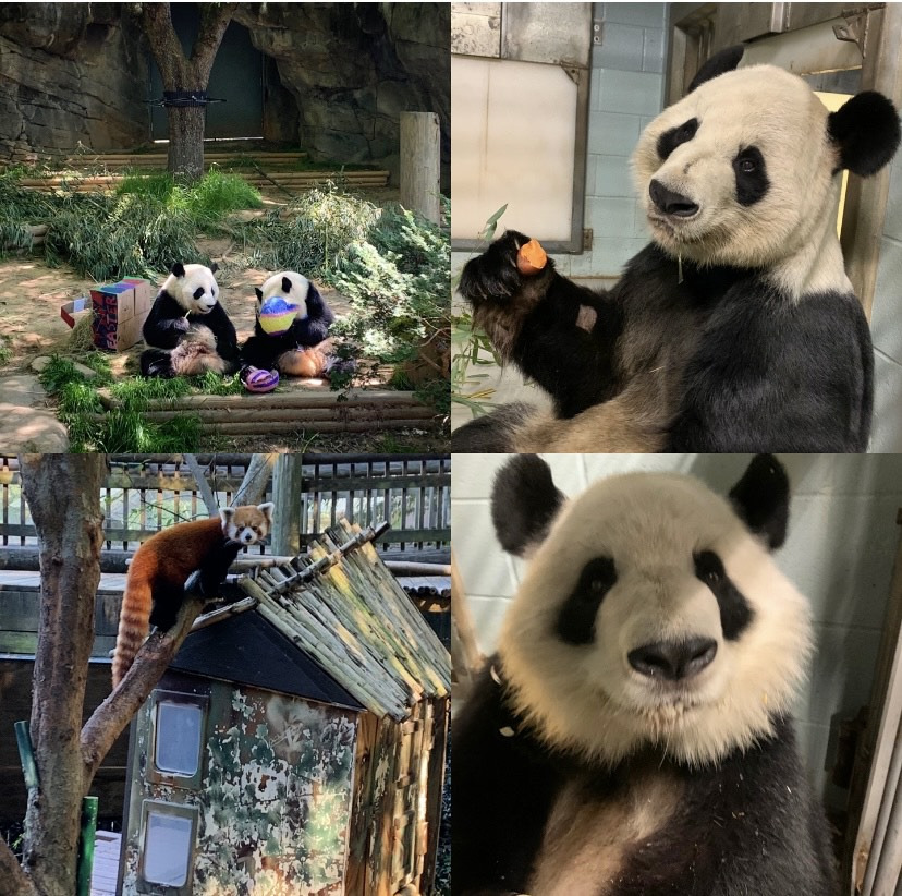 Panda Updates - Wednesday, December 2 - Zoo Atlanta