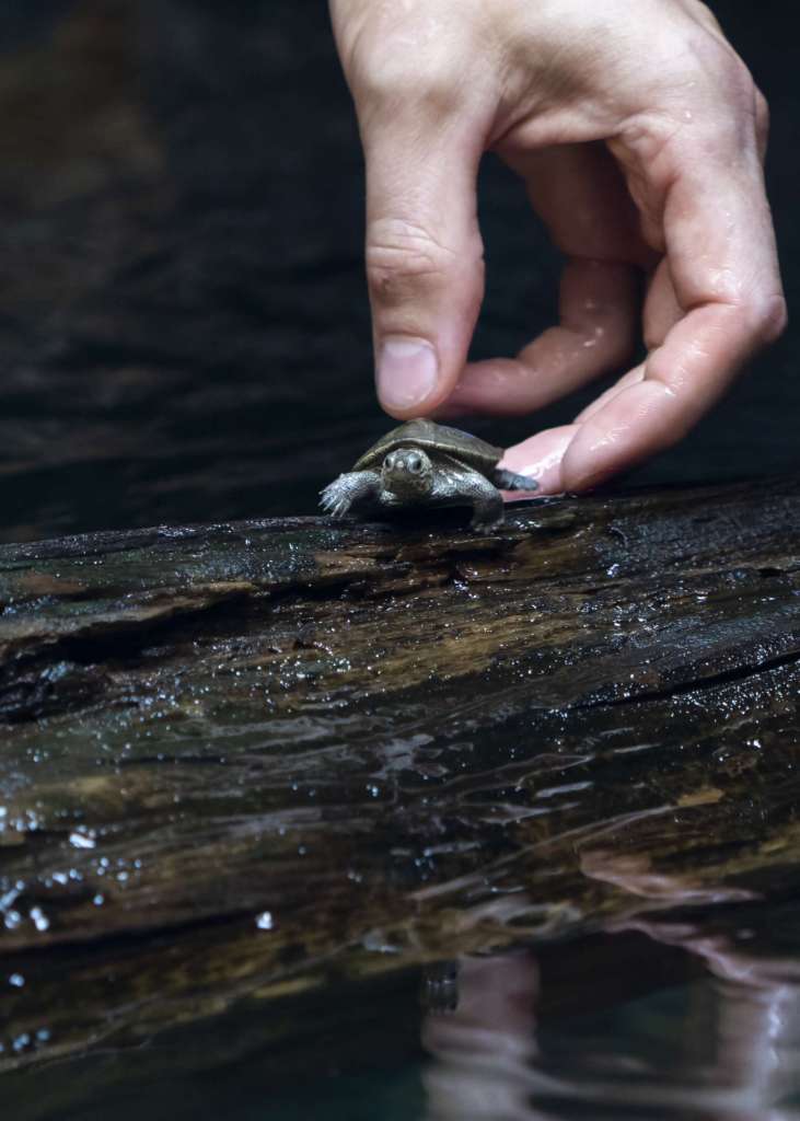 Hatchling diamondback terrapins arrive - Zoo Atlanta