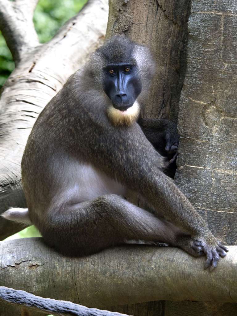 Quarters for Conservation: Drill Ranch - Zoo Atlanta