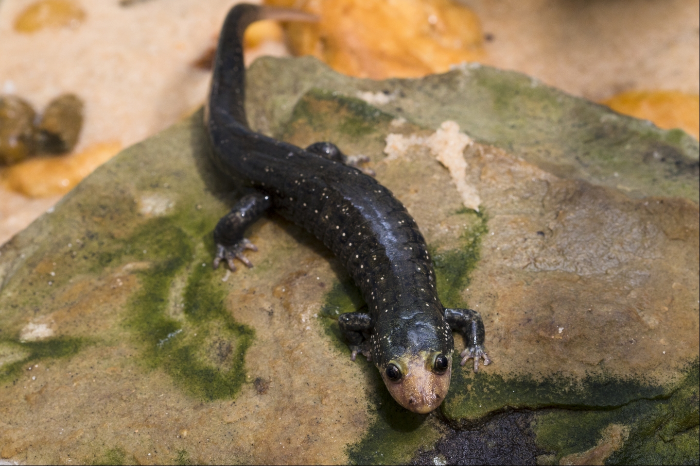 The beauty and purpose of vernal pools - Zoo Atlanta