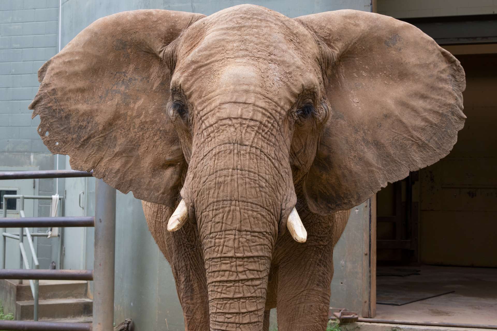 Kelly Cameo - Zoo Atlanta