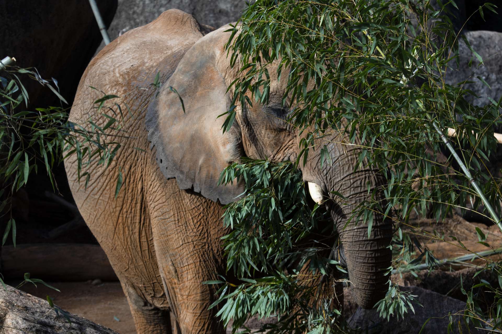 I have the best job in the world - Zoo Atlanta