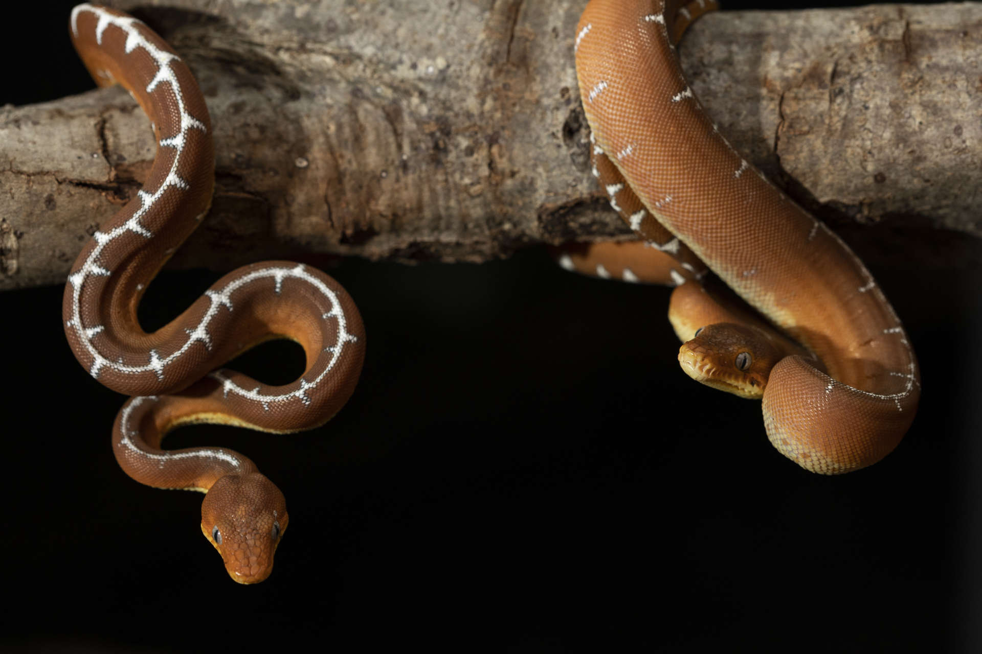 Baby(ies) on board! - Zoo Atlanta