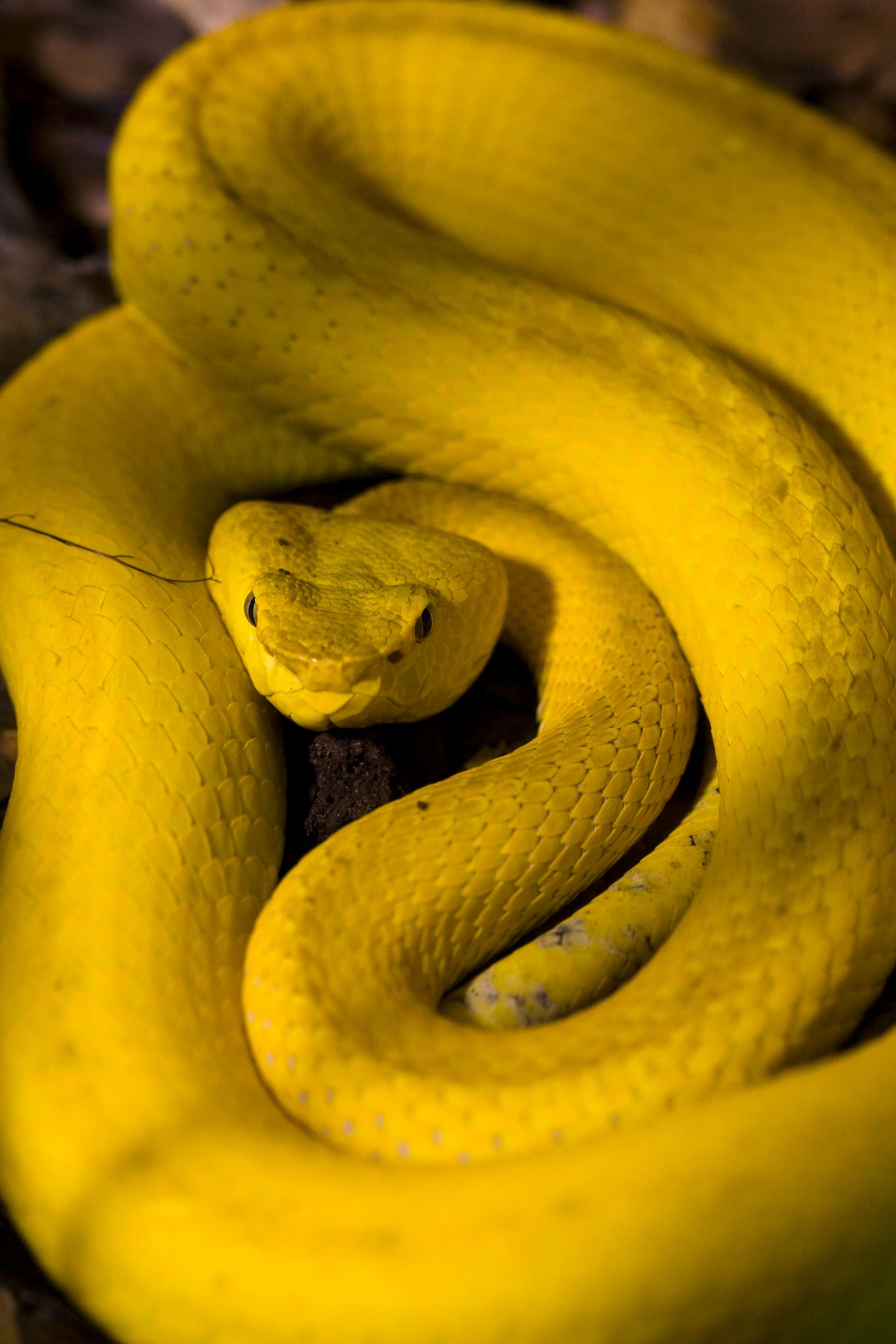 What makes sense? | Zoo Atlanta