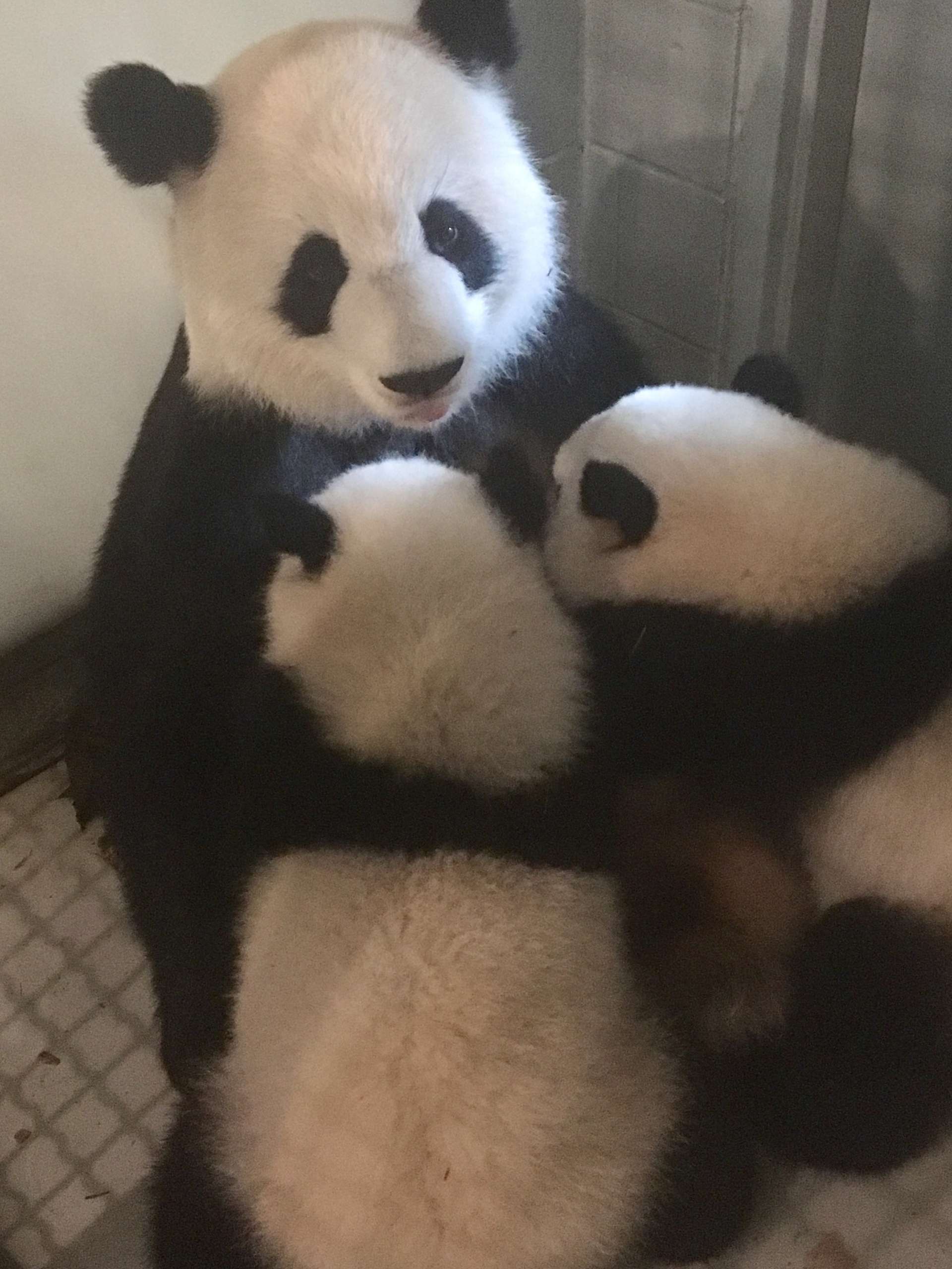 Panda Updates - Wednesday, June 21 | Zoo Atlanta
