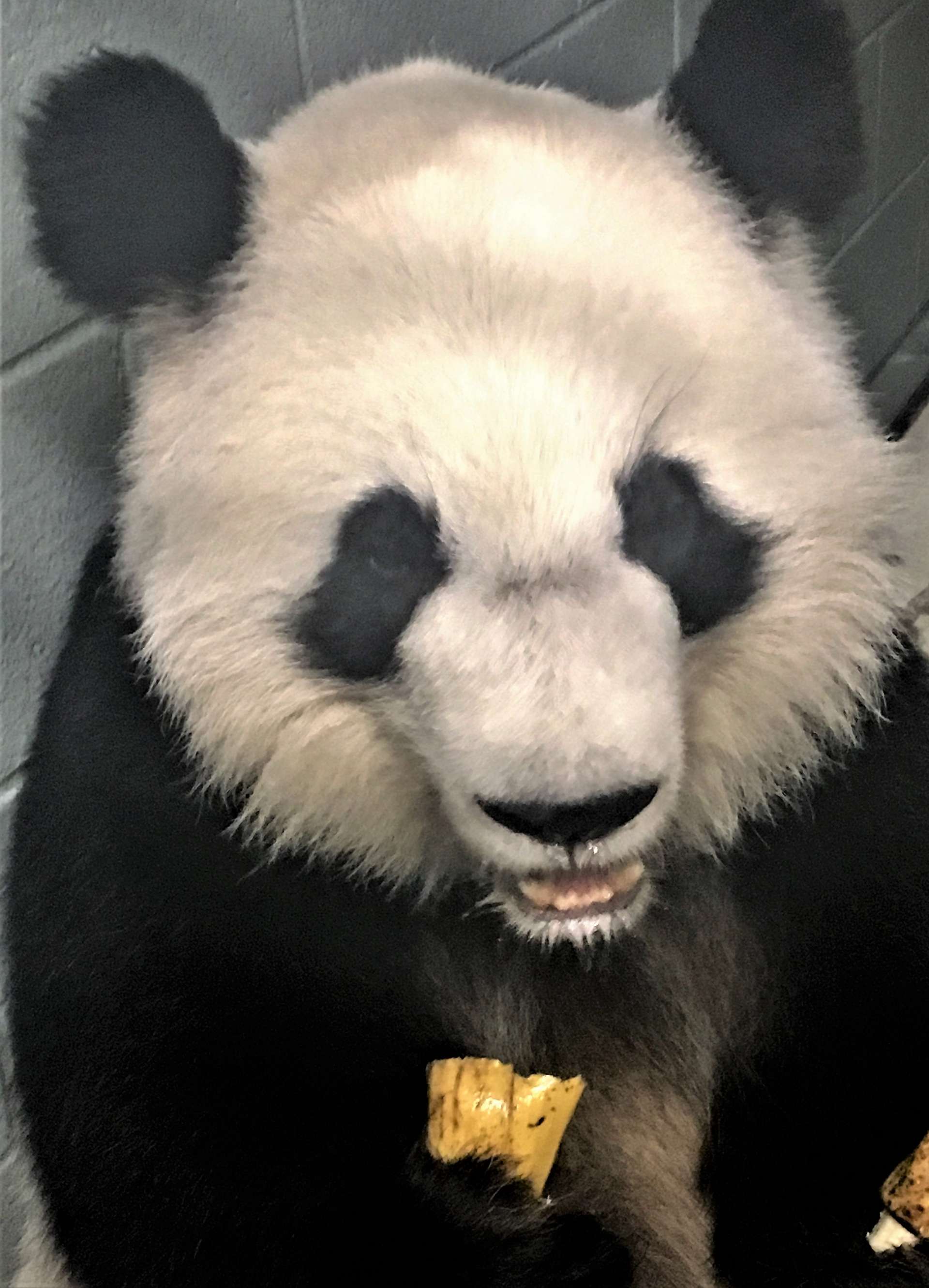 Panda Updates - Monday, October 15 | Zoo Atlanta