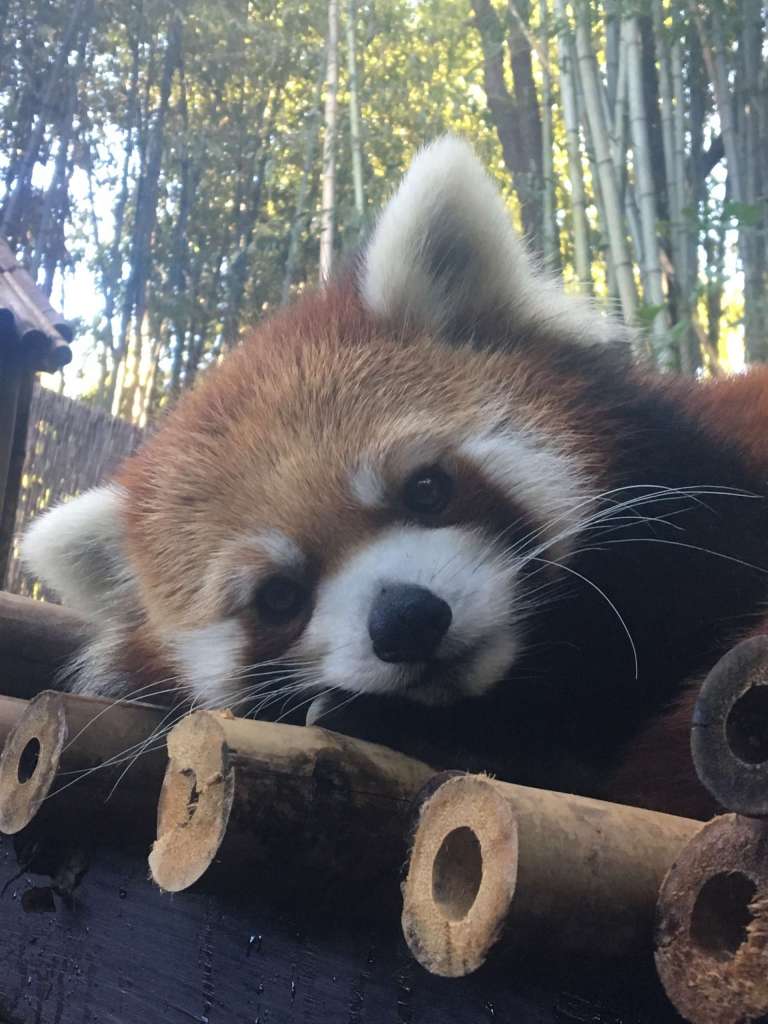 Panda Updates - Monday, October 22 - Zoo Atlanta